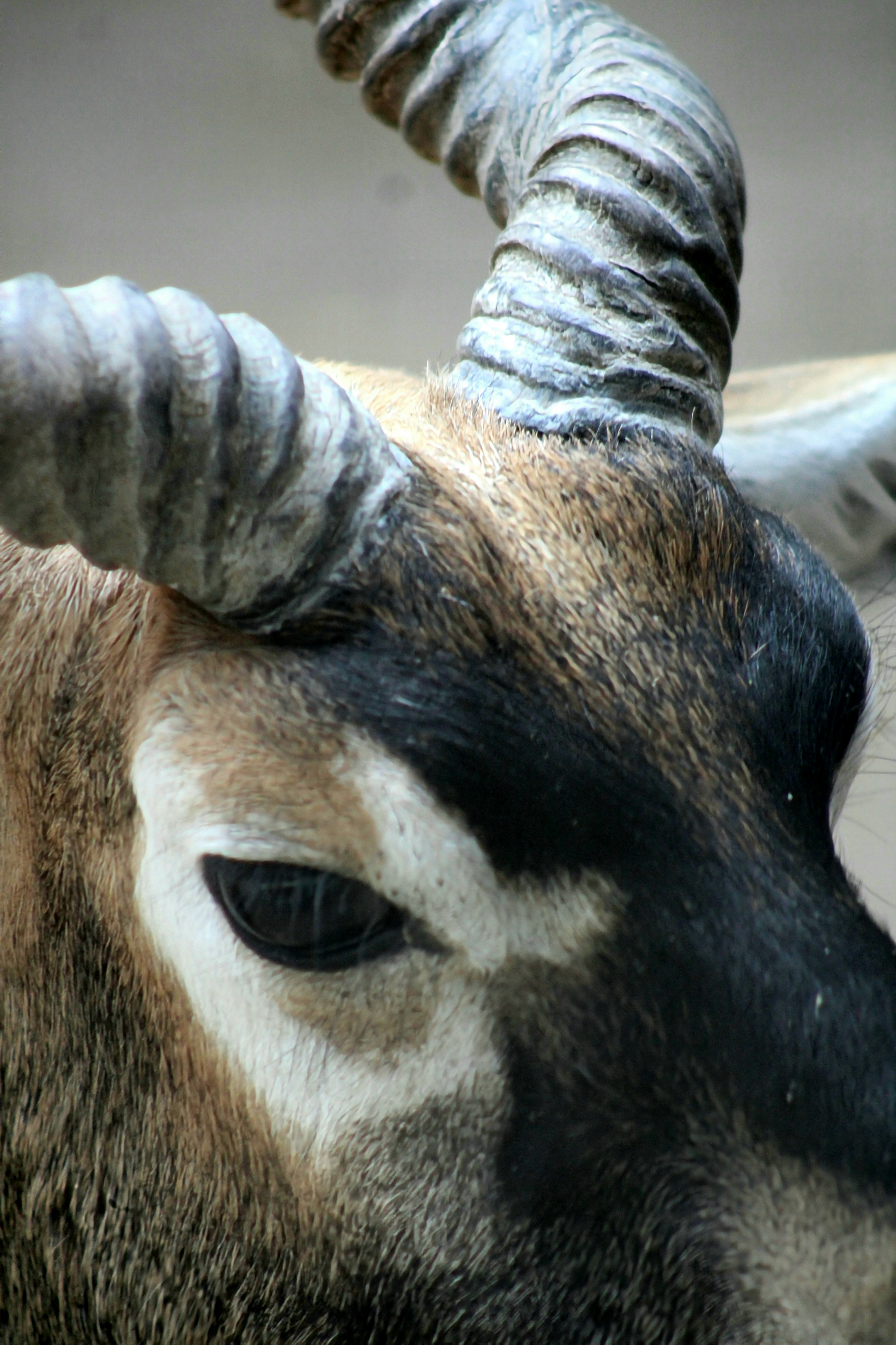 Gaze in Granite: Close-Up of a Ram's Eye Among Weathered Horns