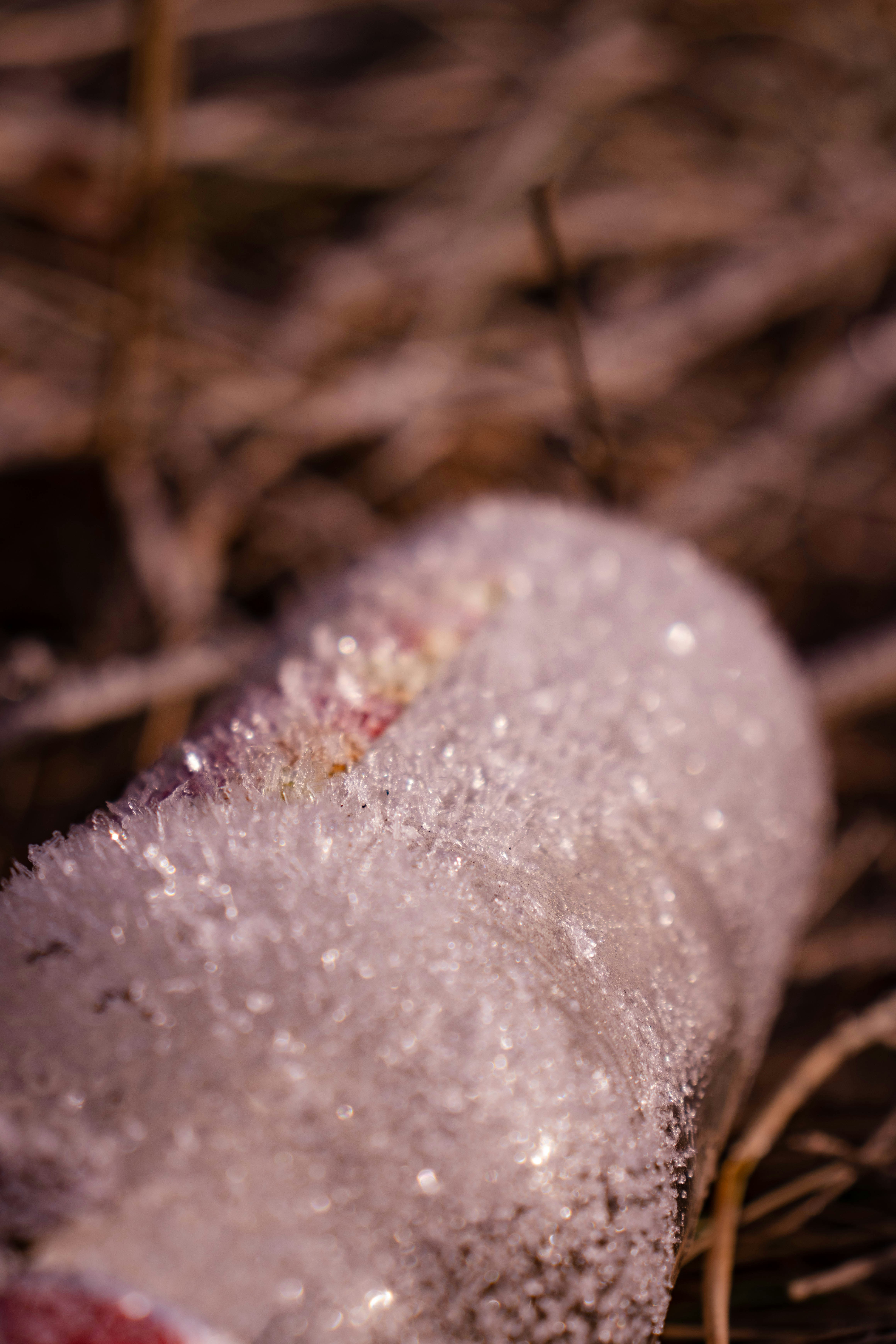 Frost-Kissed Curve: macro portrait of ice crystals on a curved stem
