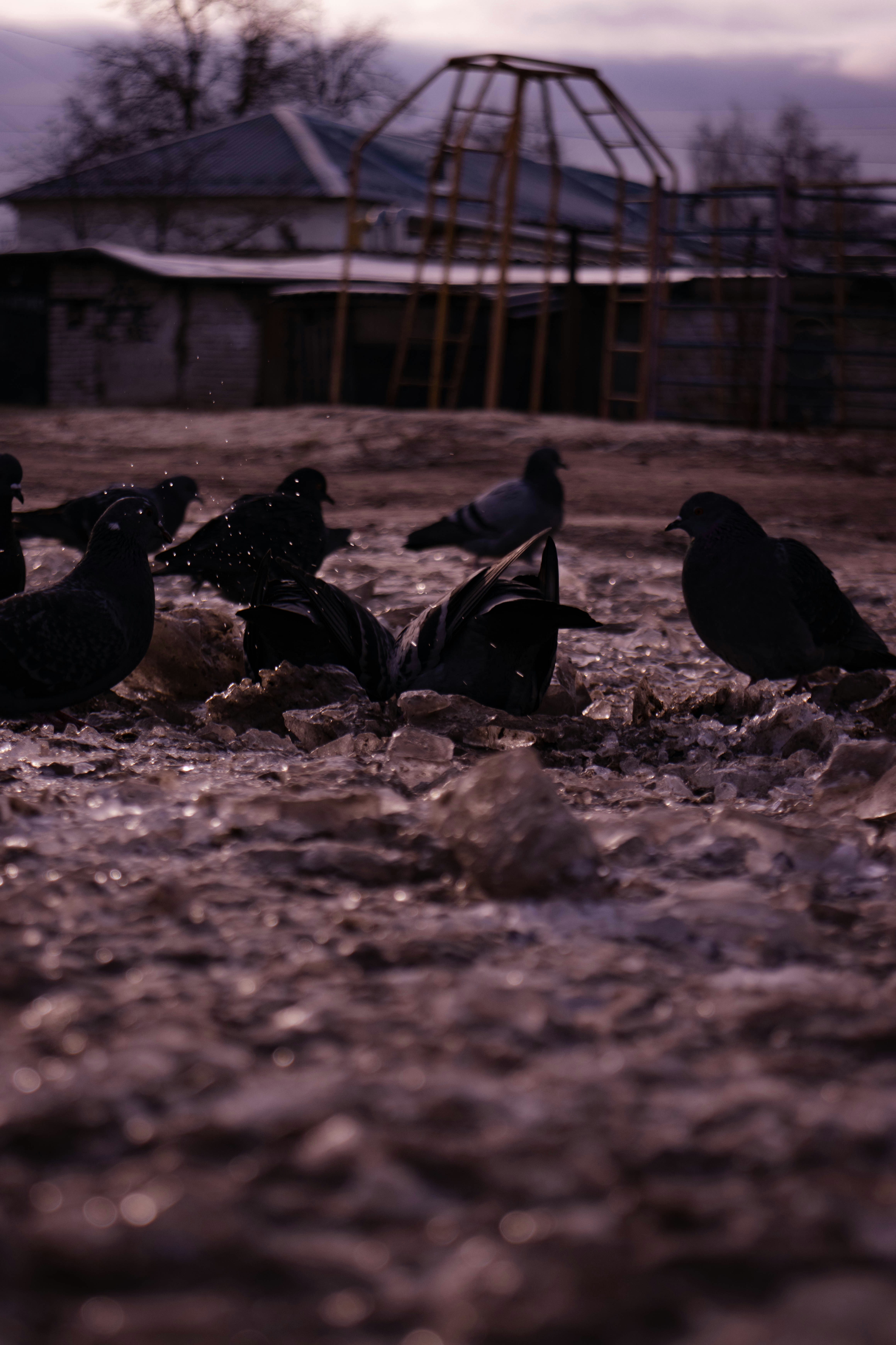 Dusk on Ice: Pigeons Scramble Across Frosty Ground by a Silent Playground