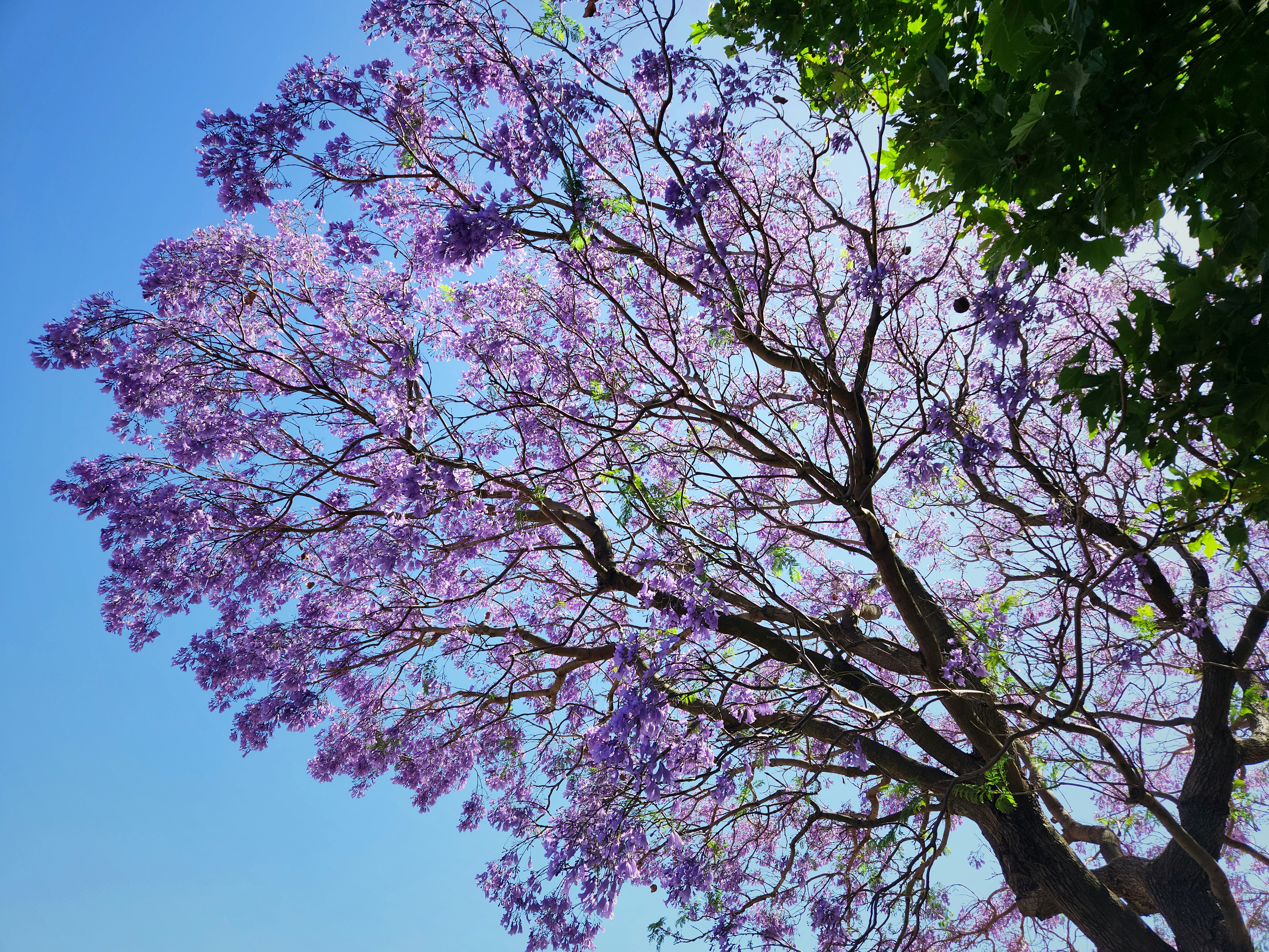 A large tree with purple flowers in front of a blue sky photo – Free ...