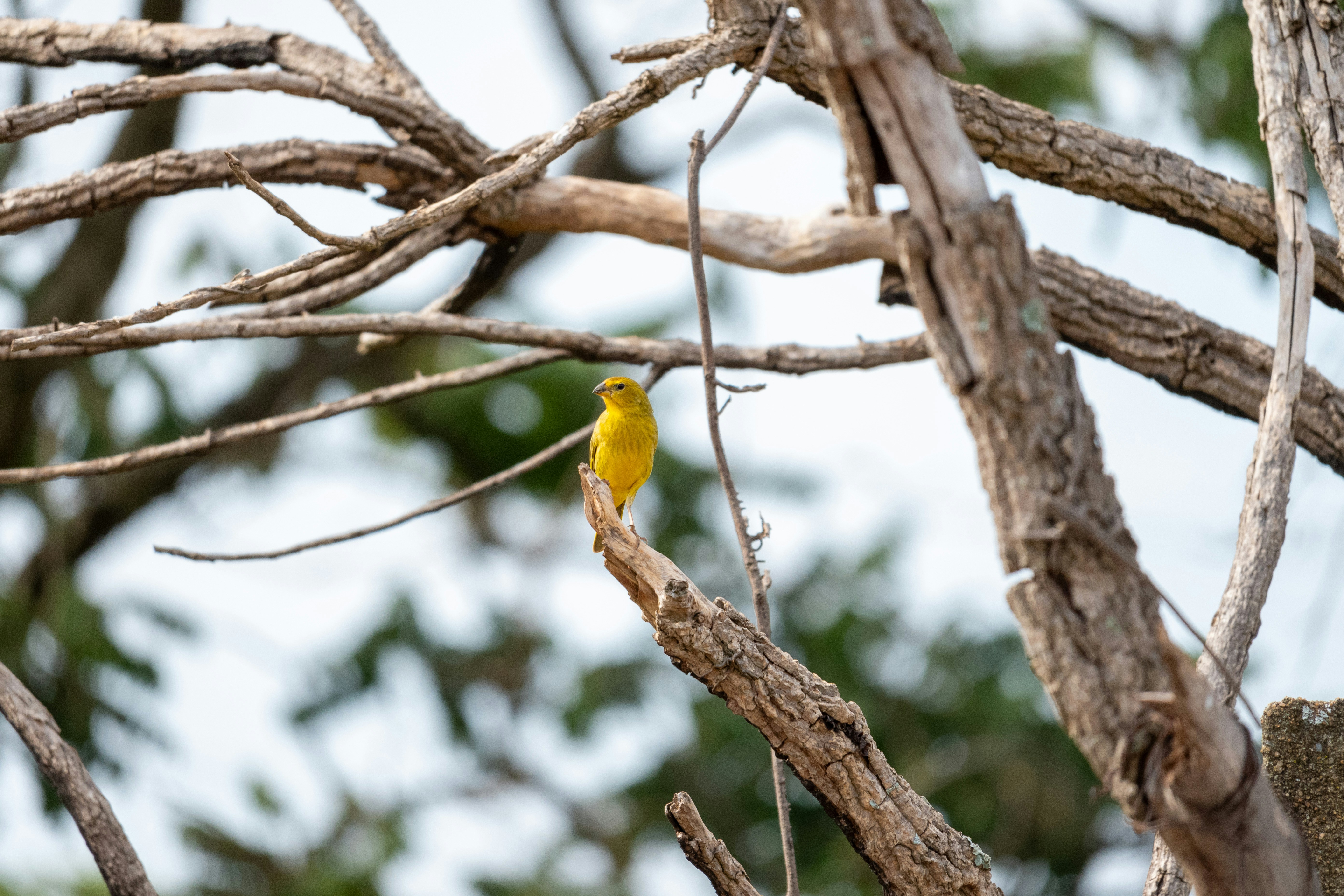 Sample photo from Nikon Z30