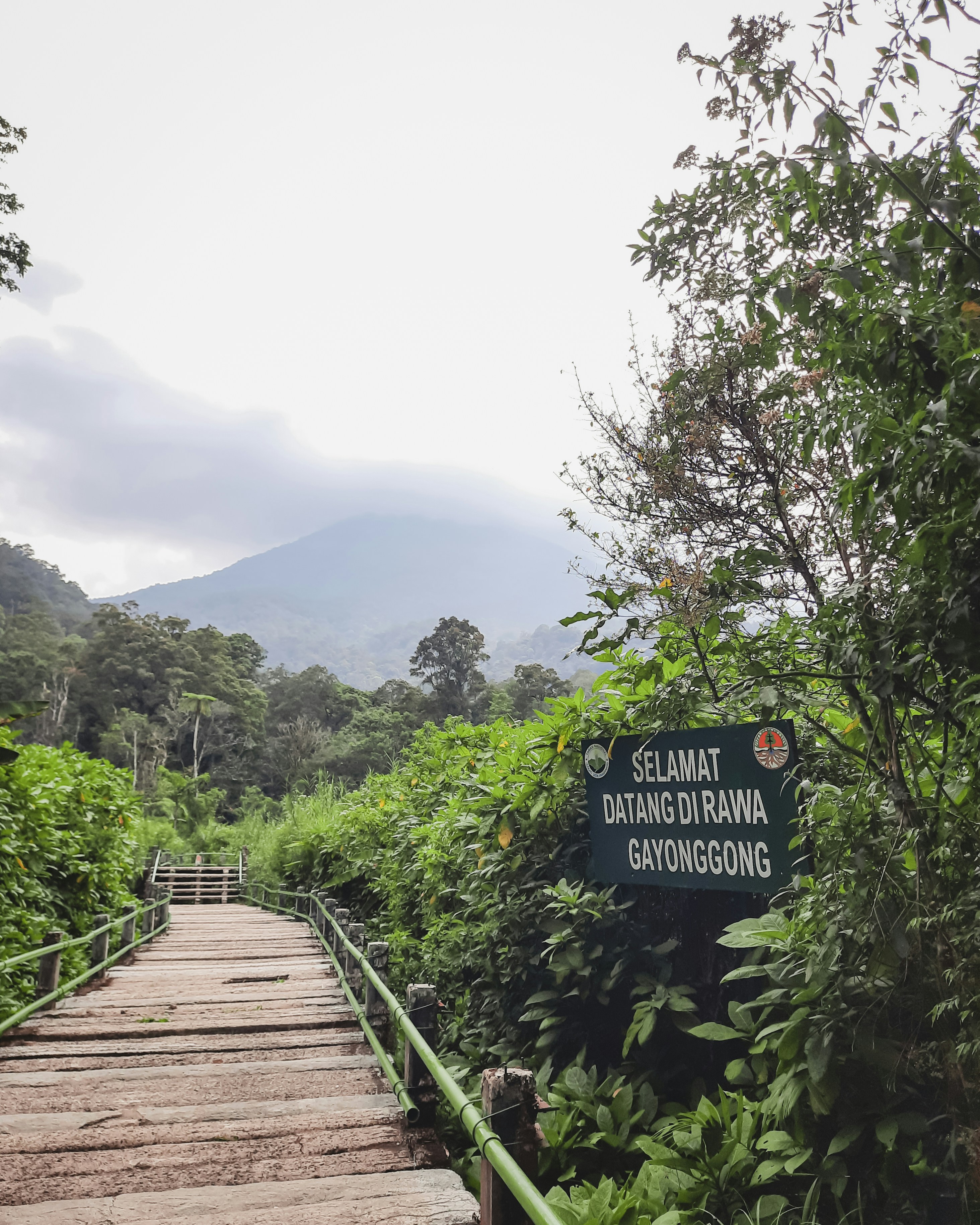 Journey Through the Lush Canopy