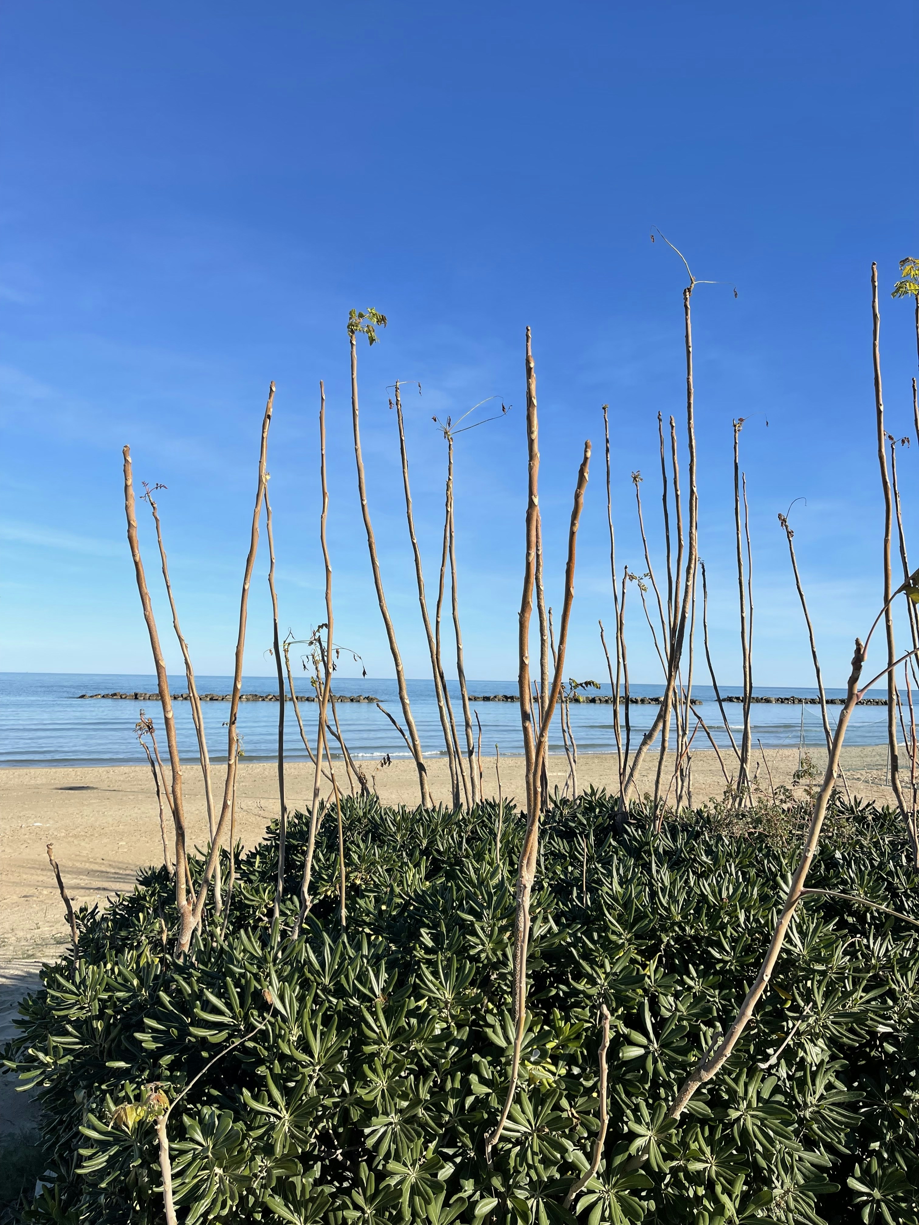 A bunch of plants that are by the beach photo – Free Blue Image on Unsplash