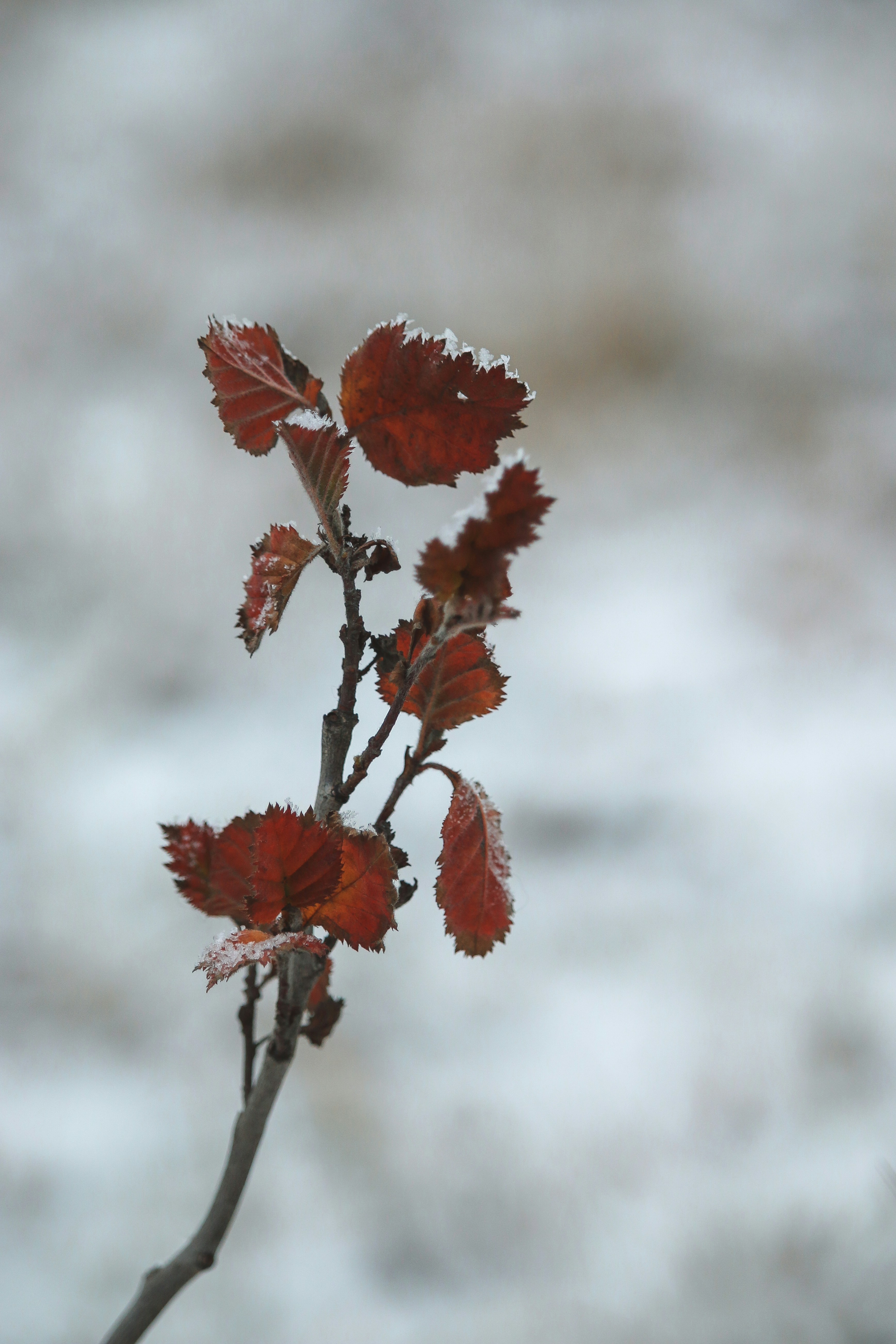 Crimson Frost: A Winter Leaf Clings to a Frost-Outlined Stem