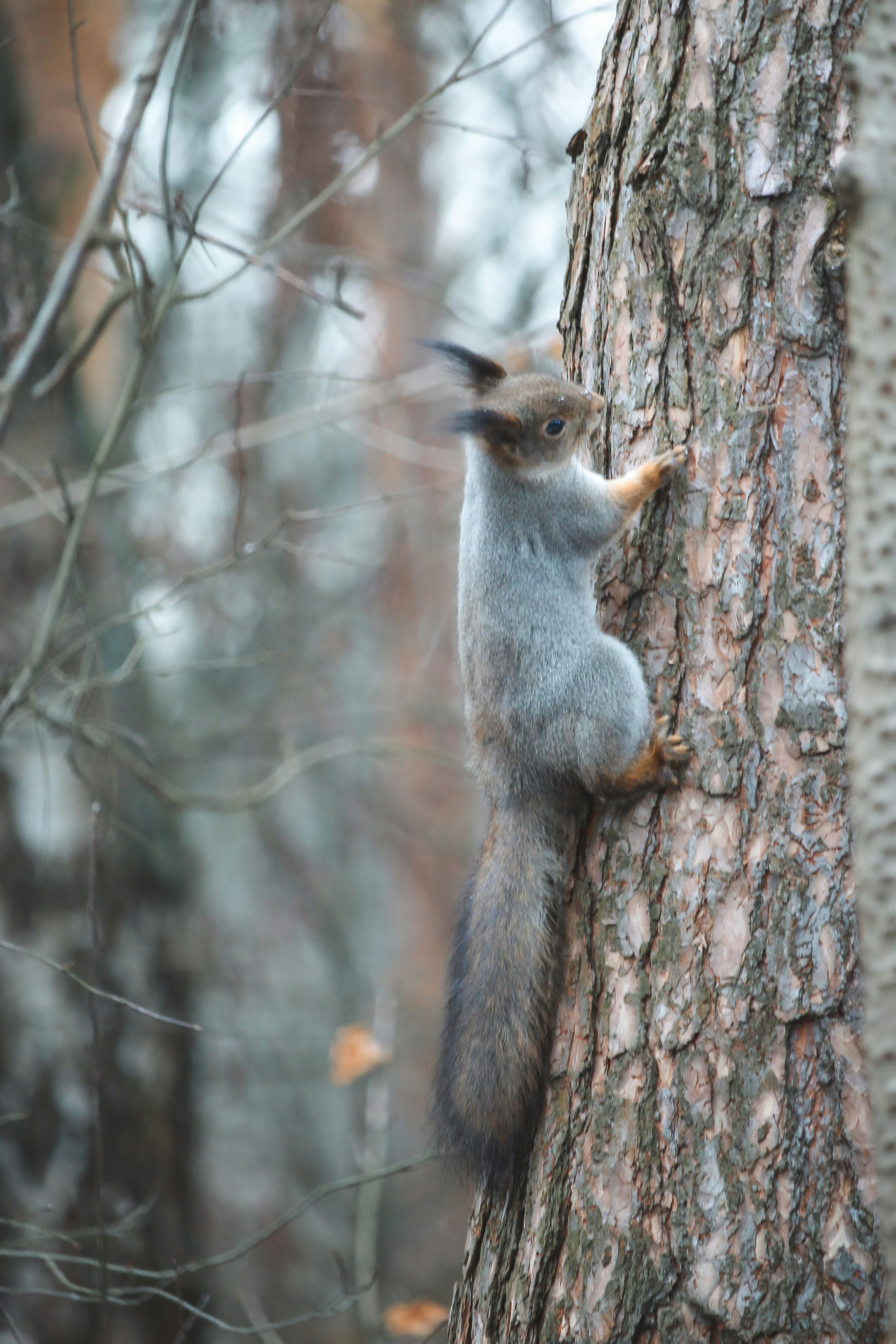 Arboreal Acrobat: Tufted-Eared Squirrel Clinging to Pine