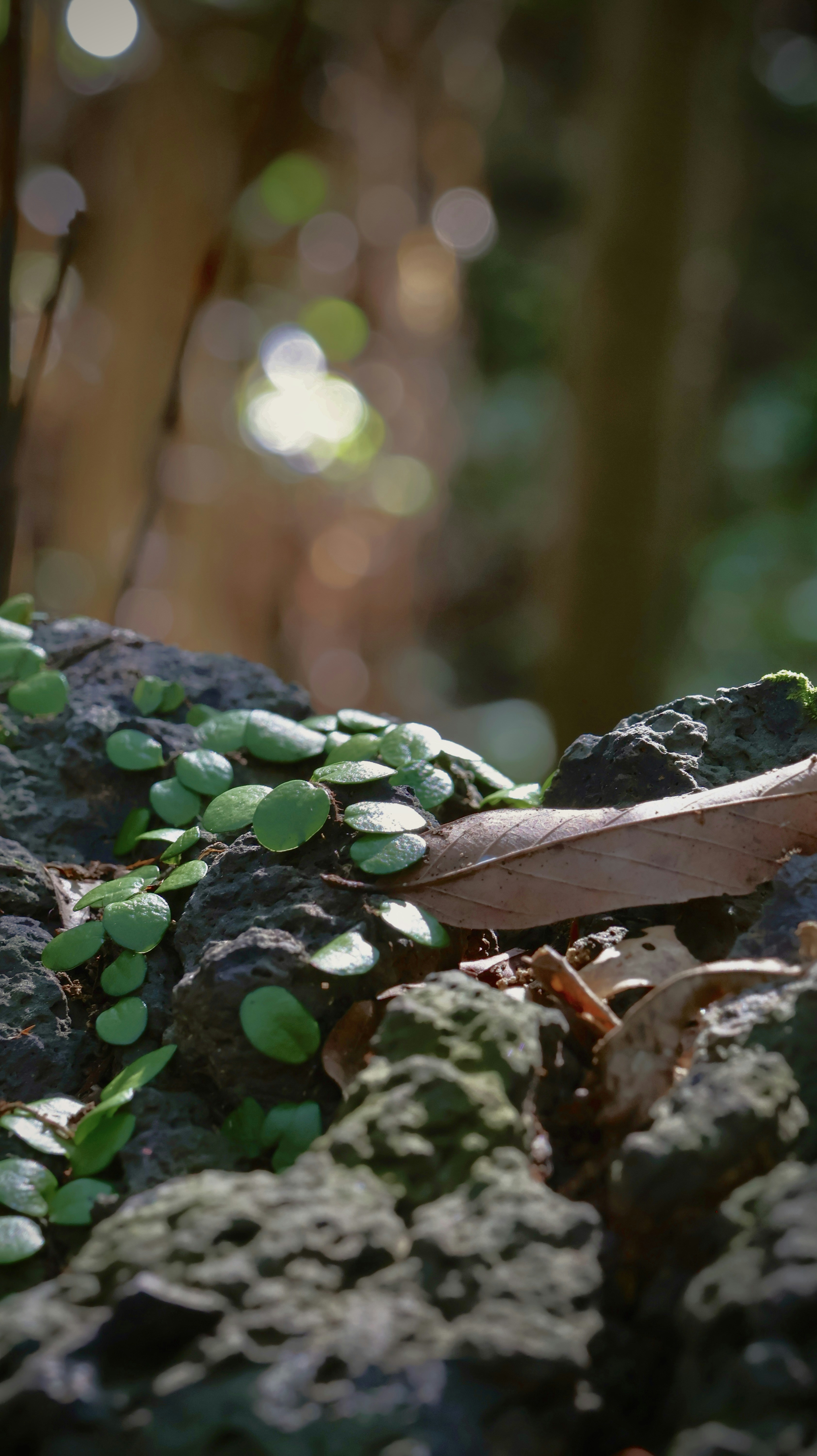 Emerald Fragments on Stone: Tiny Leaves in a Quiet Forest Glow