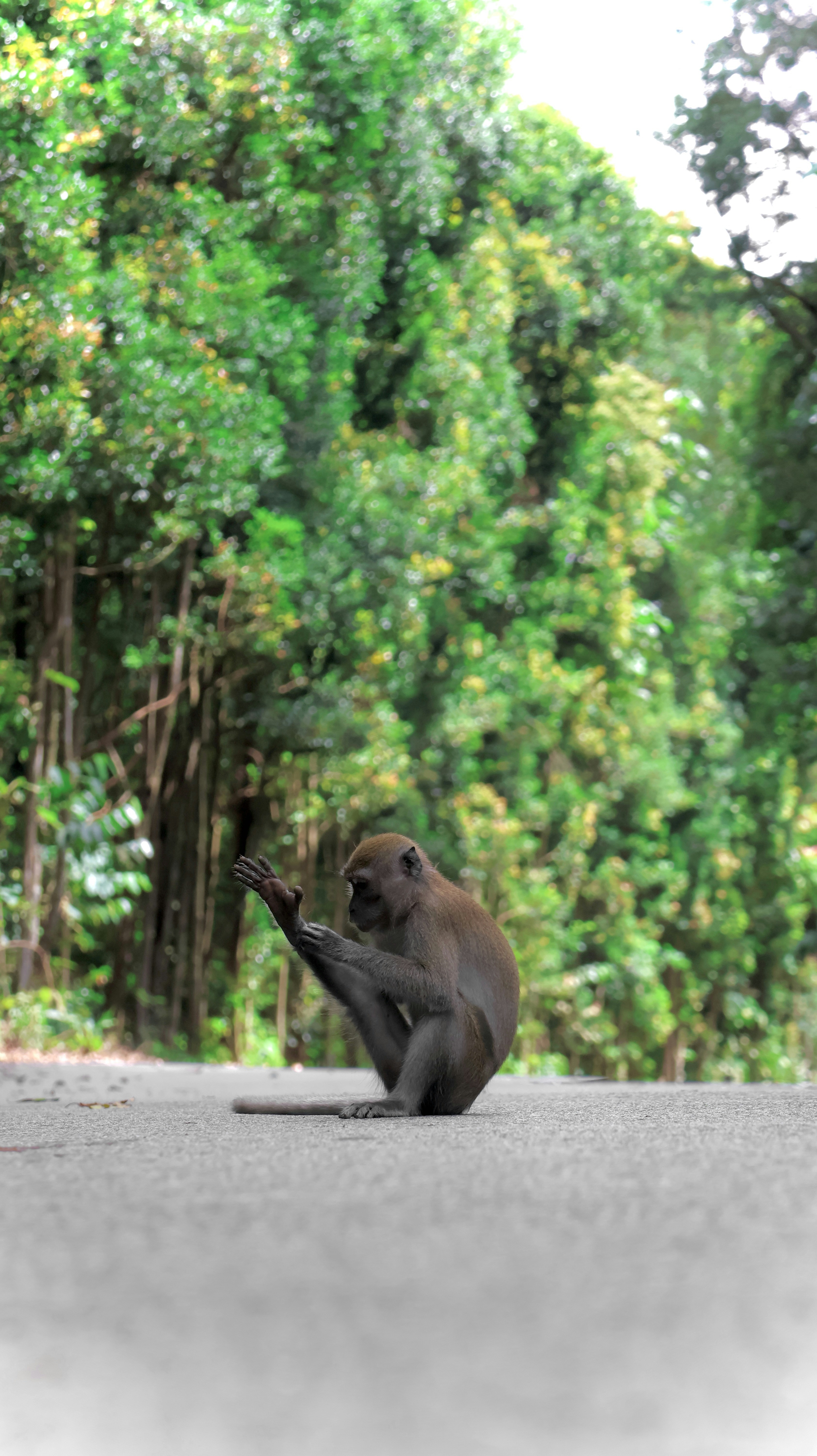 Curious Macaque on a Forest Road, Hands Paused in Gentle Inquiry