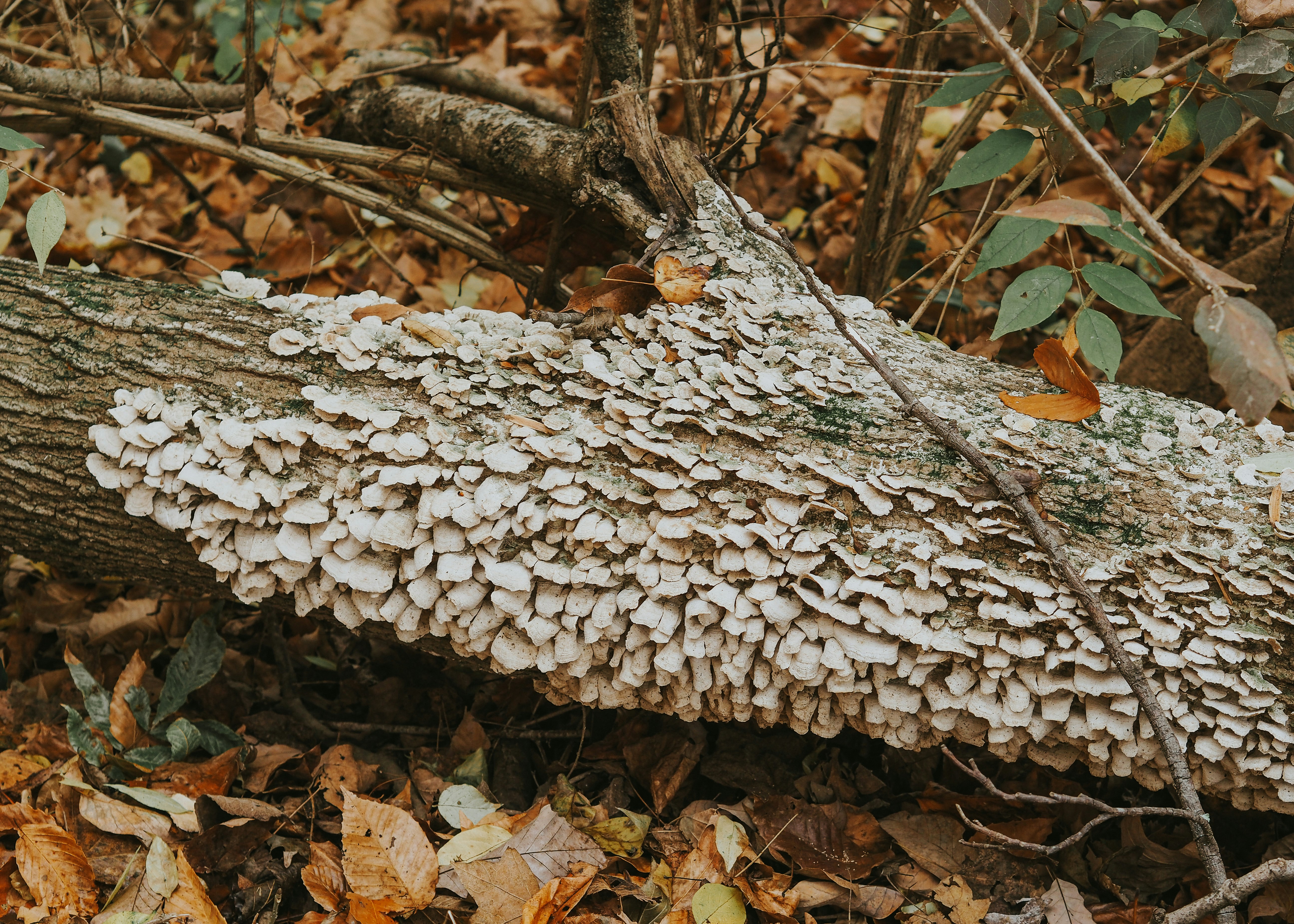 Photo by Barbara Burgess with Olympus PEN-F