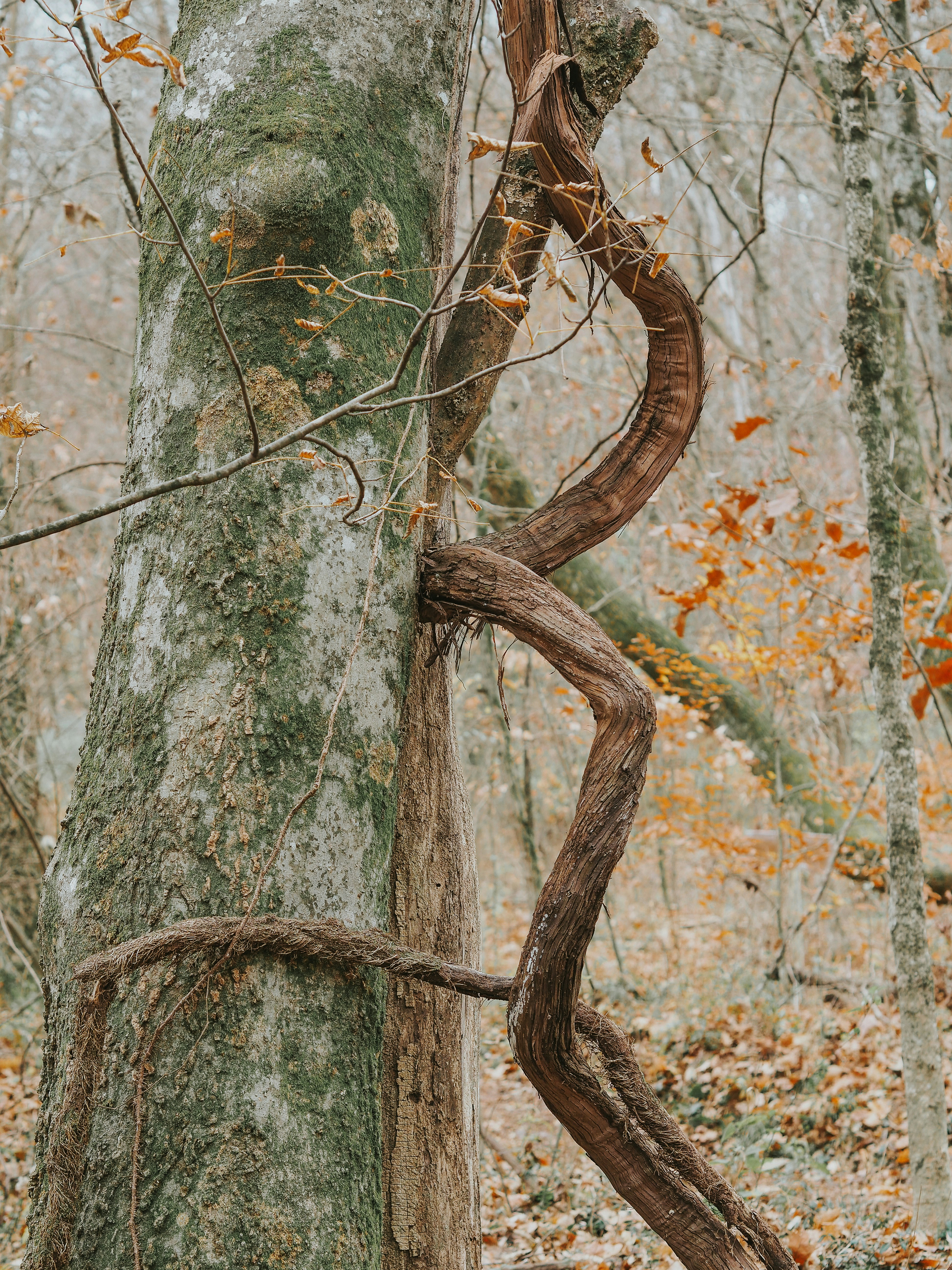 Twisting Vine Embrace on Time-Worn Trunks in Autumn Woods