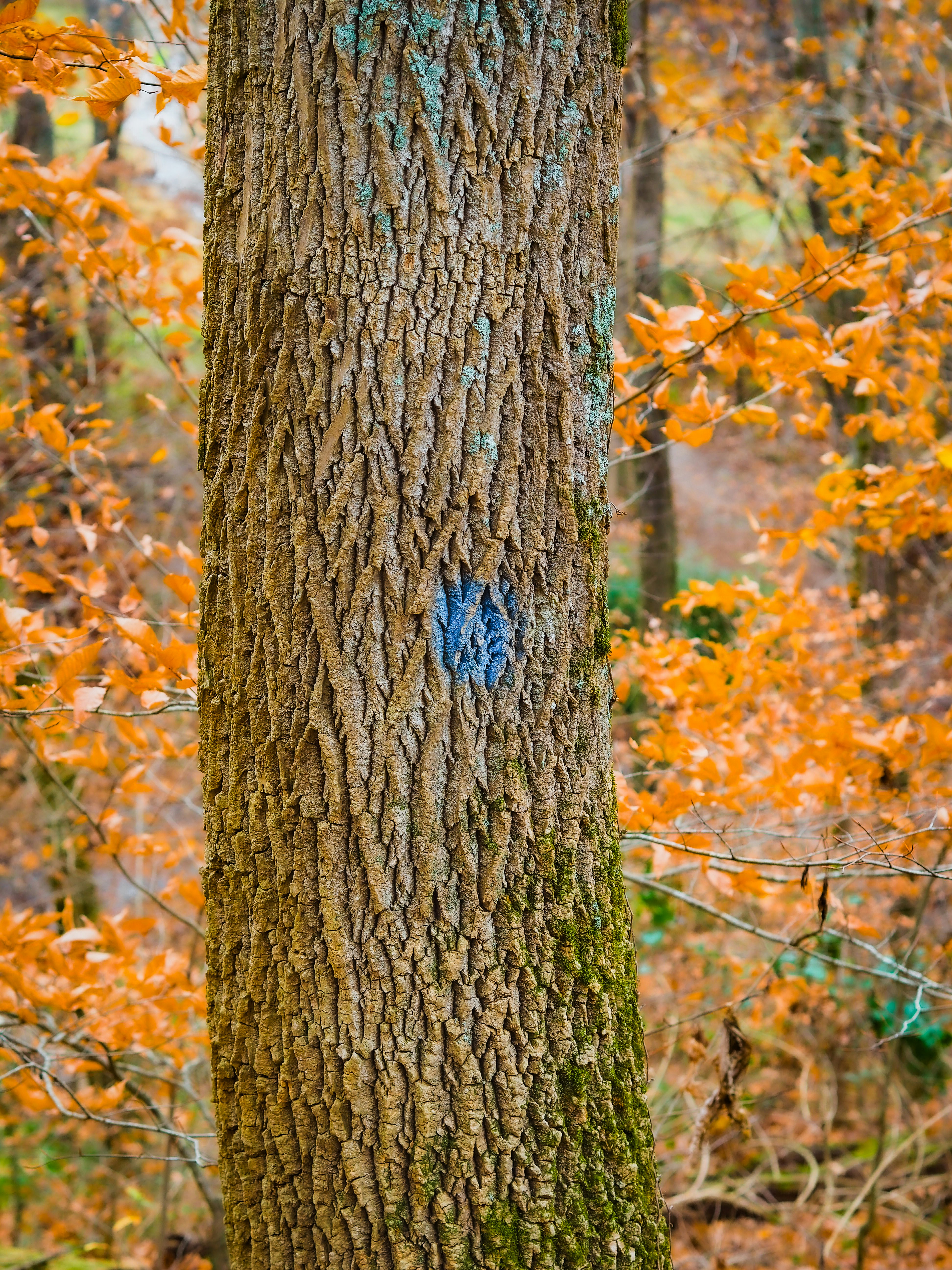 Blue mark on rugged bark amid autumn blaze
