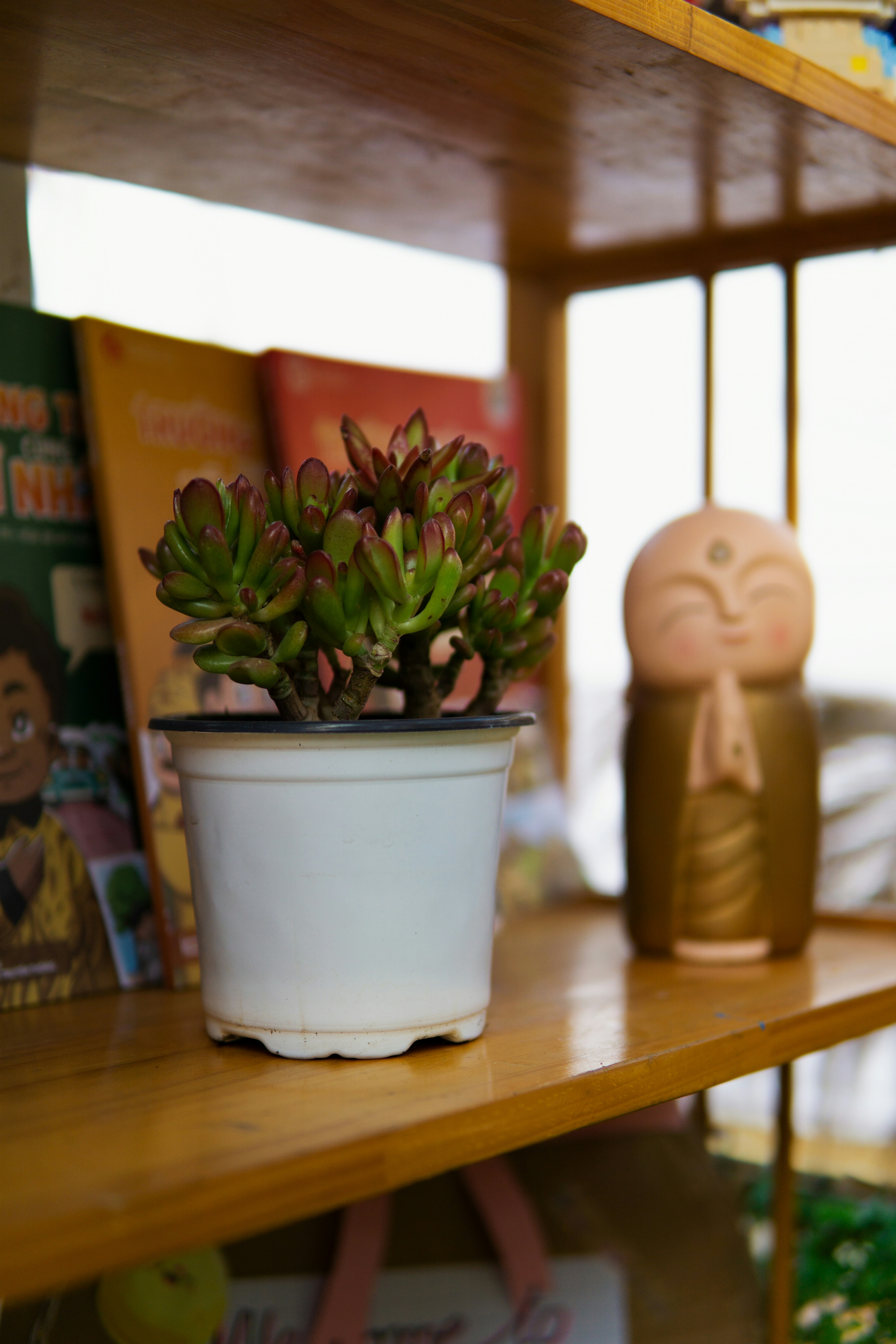 Succulent Spotlight on a Quiet Shelf