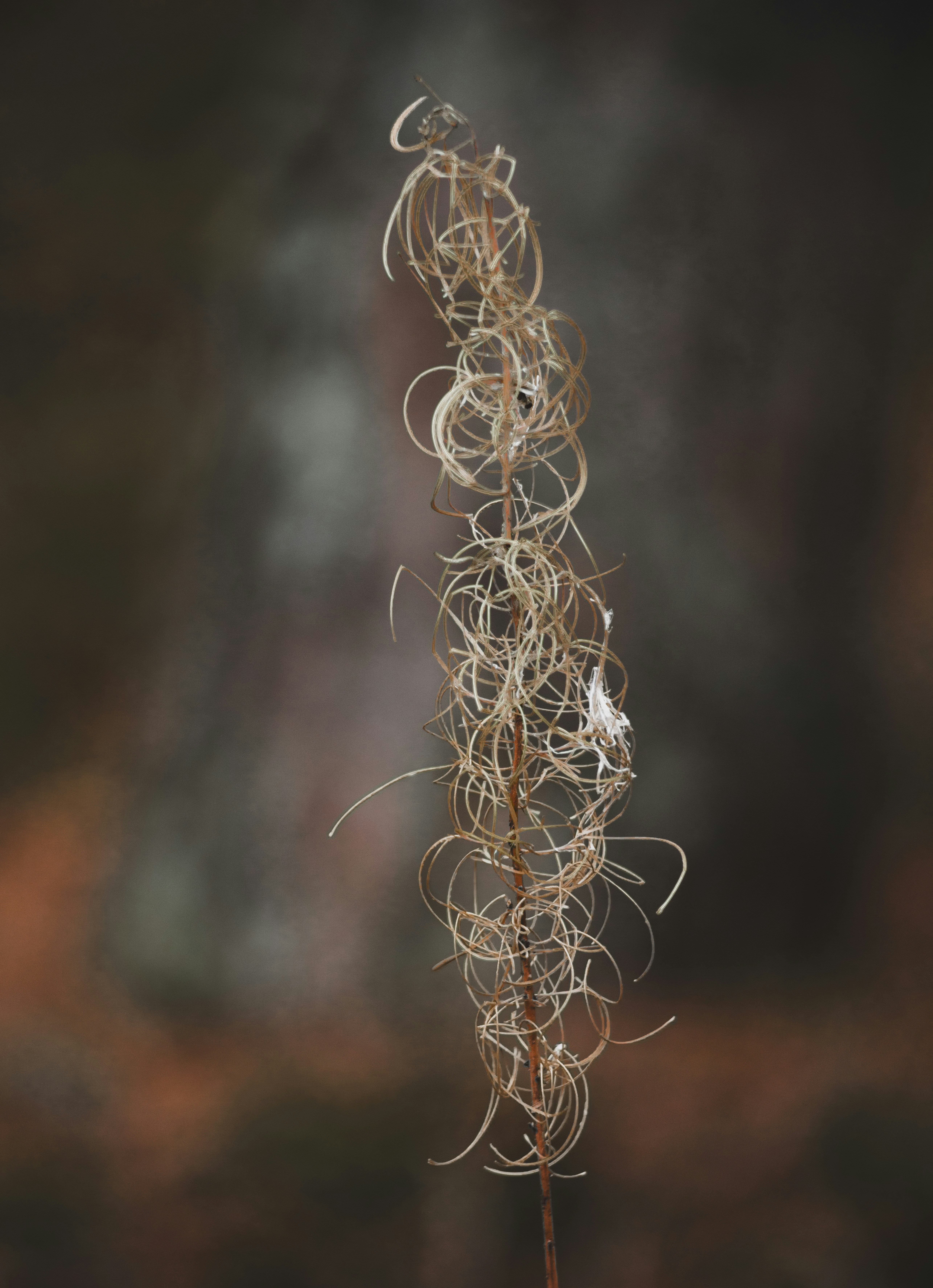 Spiral of Silk: A lone seedhead in muted autumn light