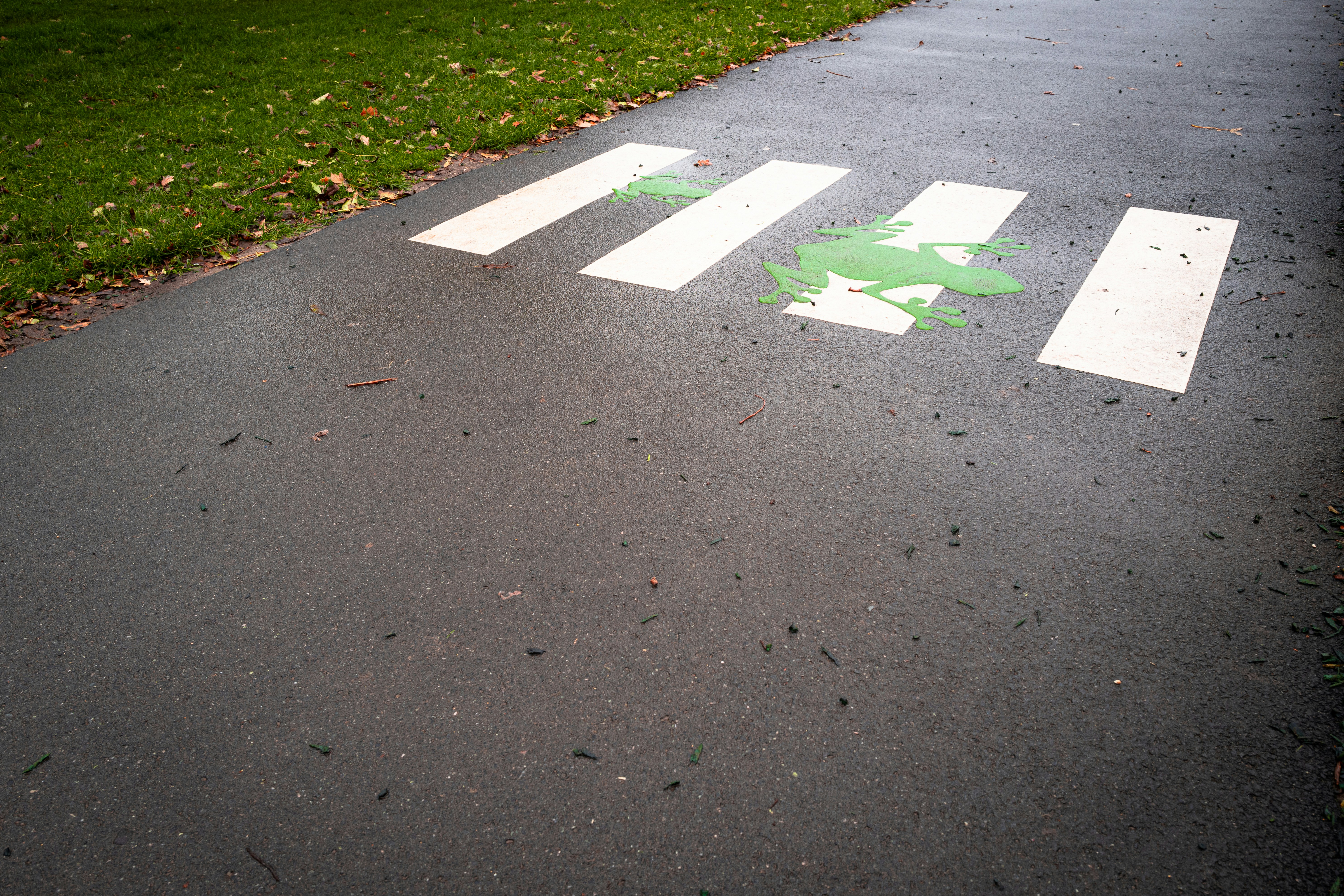 Leaf Glyphs Across a Quiet Park Path