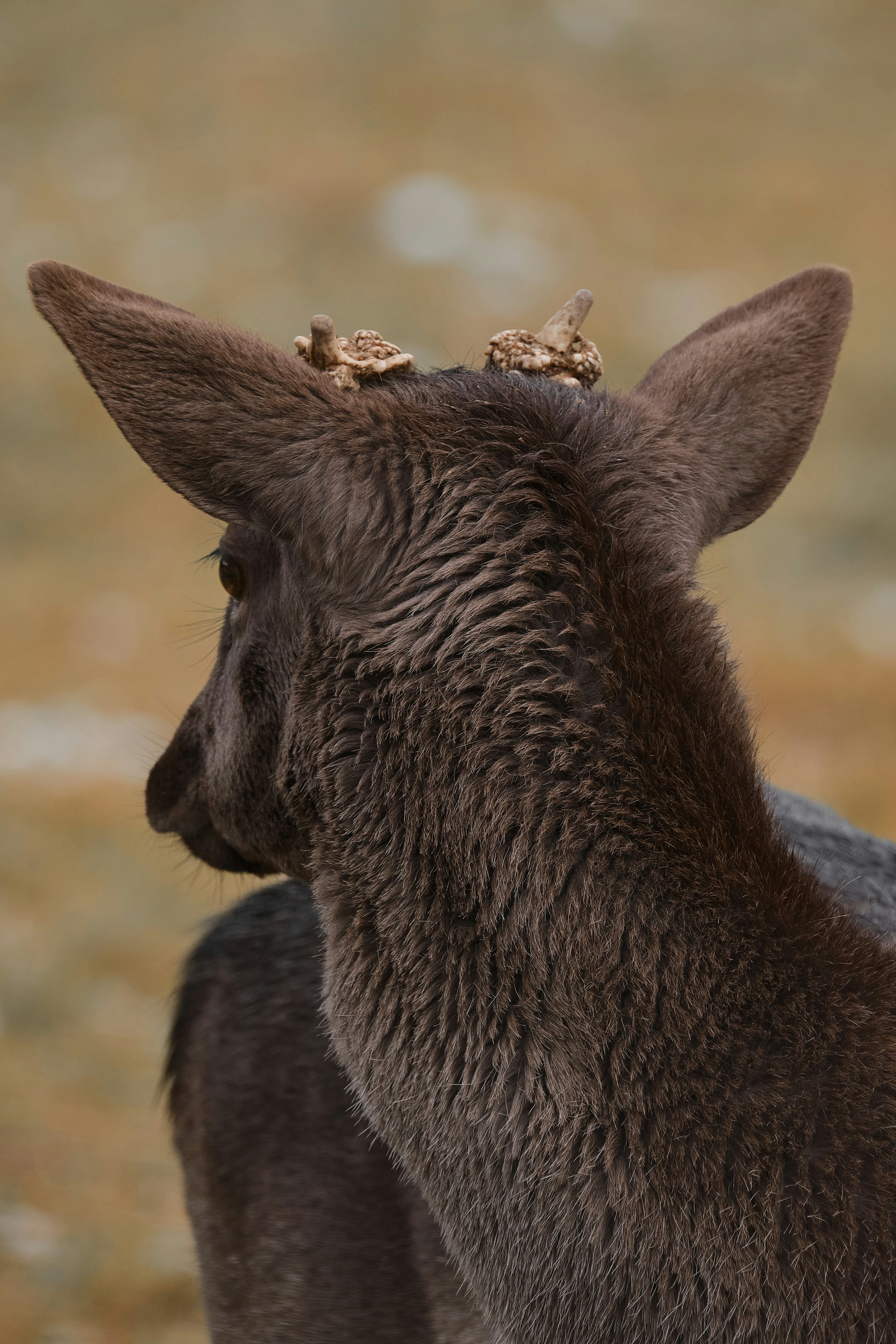 Velvet in Amber: Close-up of a young deer from behind