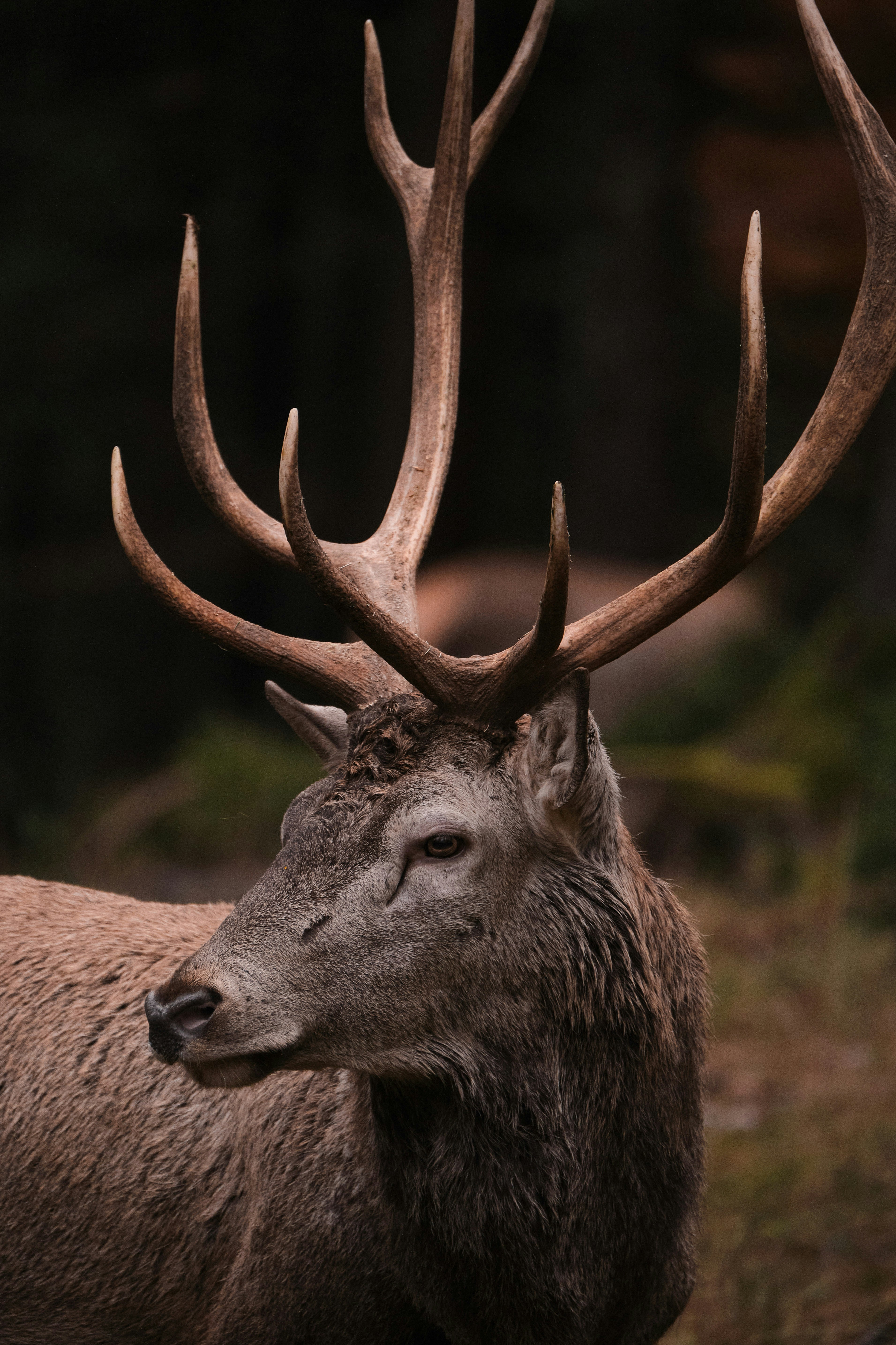 A close up of a deer with very large antlers photo – Free Wildlife ...