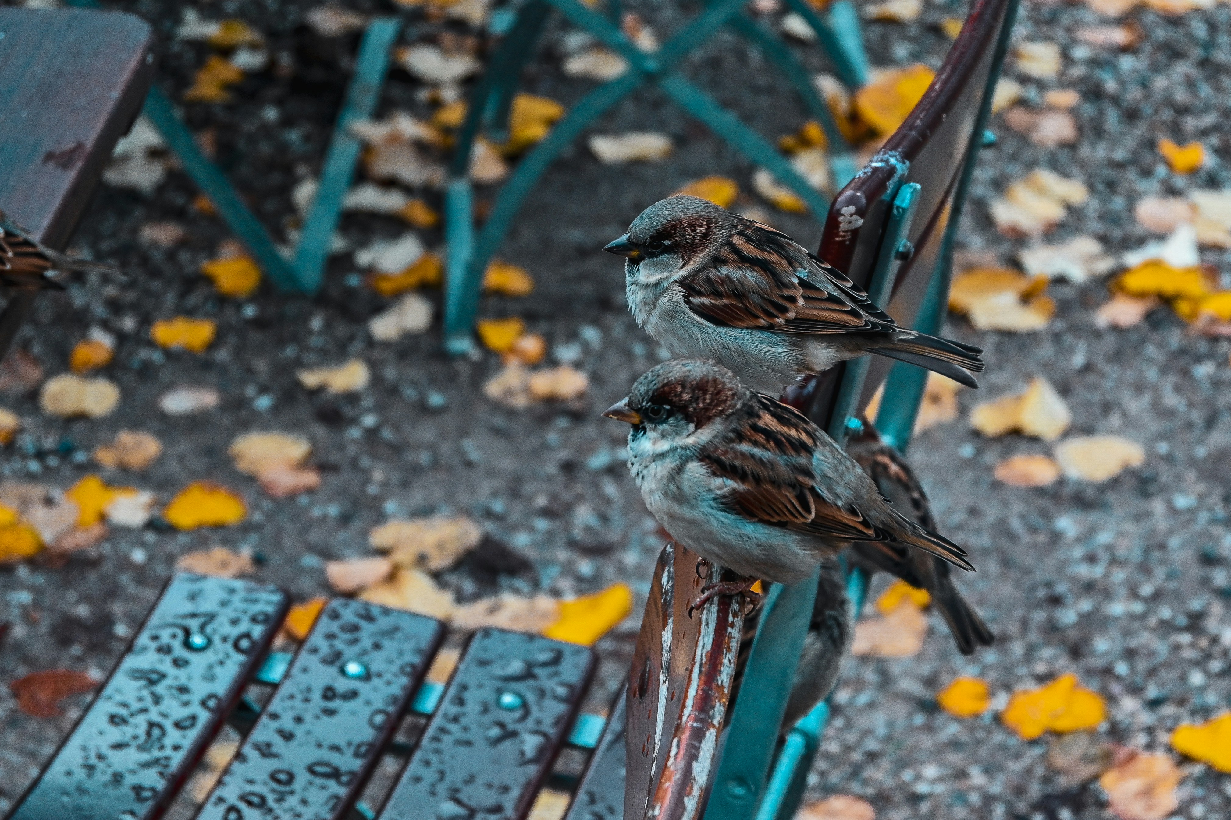 Sparrows on a Rain-Kissed Park Bench Amid Autumn Confetti