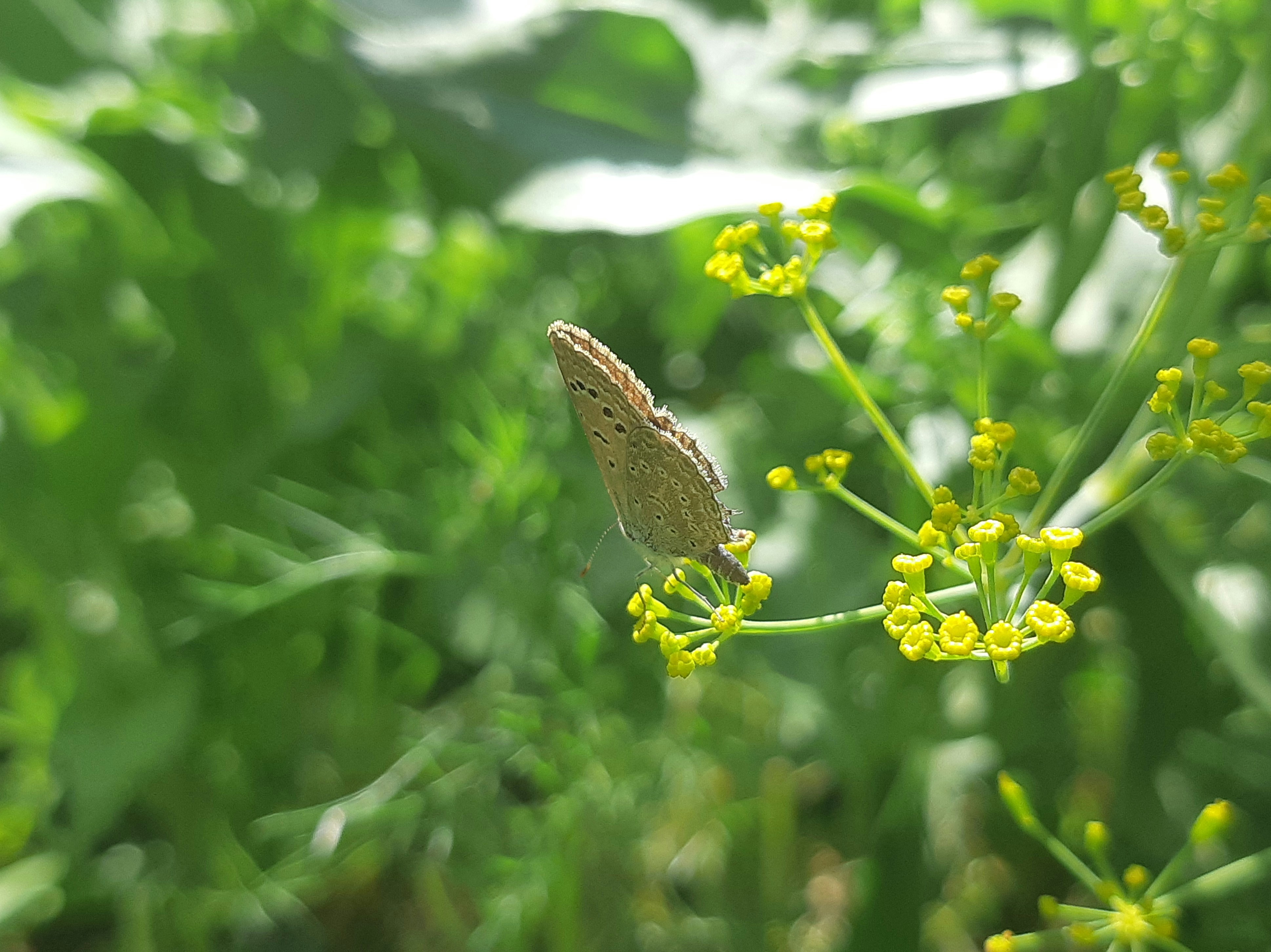 A butterfly perches on a yellow flower cluster amid green foliage in natural light. This nature photograph highlights delicate detail and vibrant color.