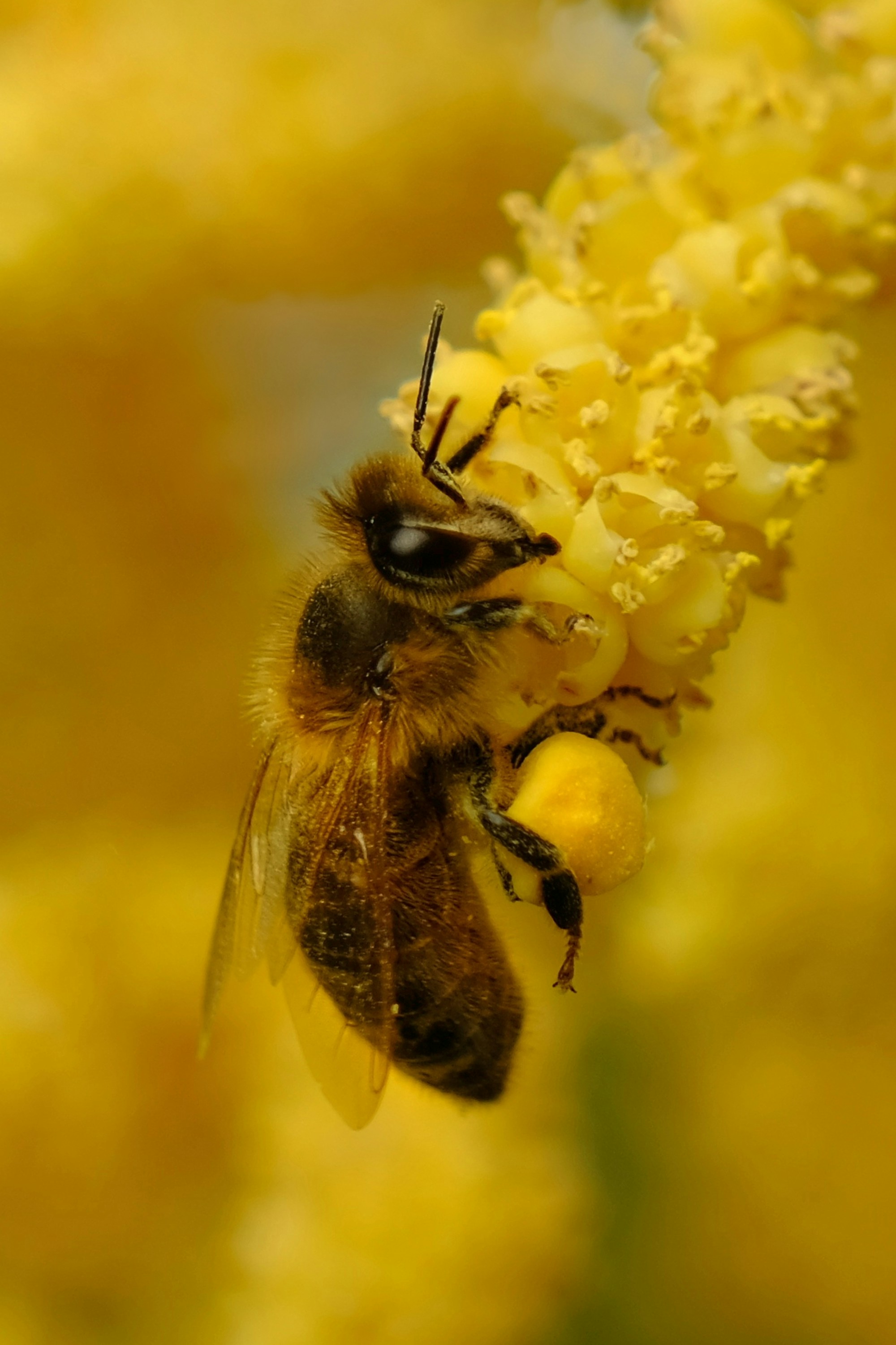 Amber Harvest on a Sunlit Spike: A Bee Foraging in Golden Blooms