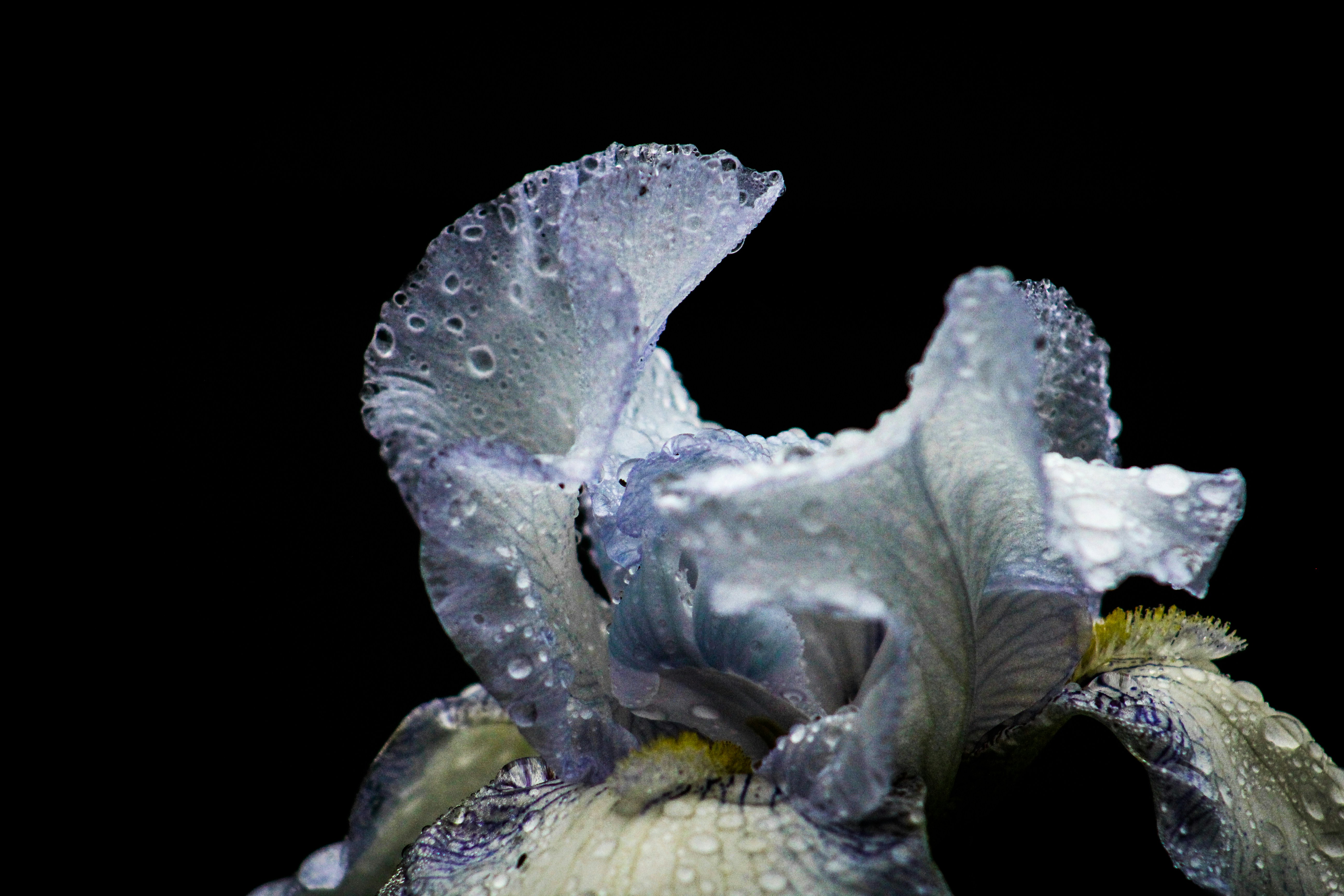 Dew-Laced Iris Against a Noir Velvet