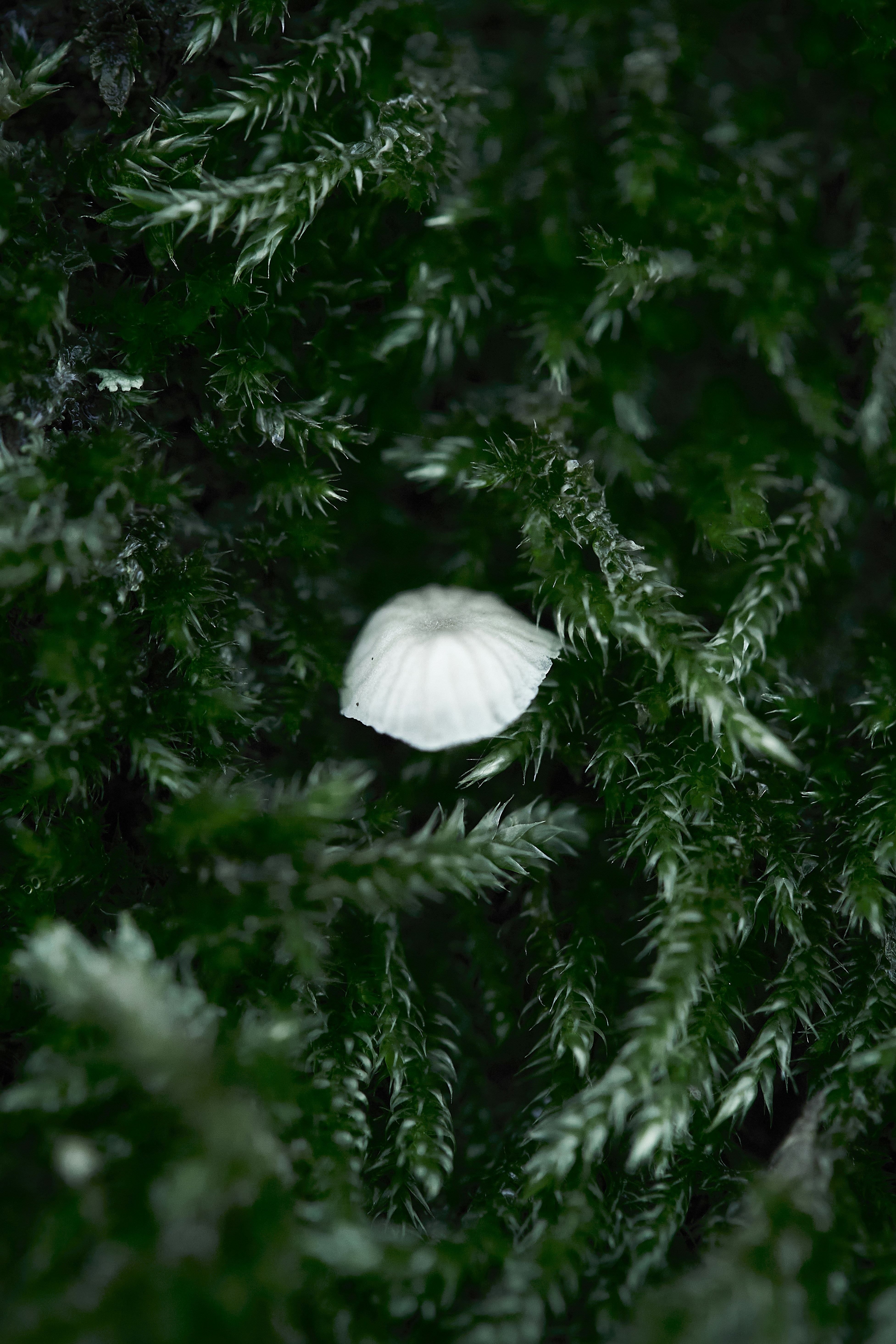 White Mushroom Parachute Resting Among Dark Green Foliage