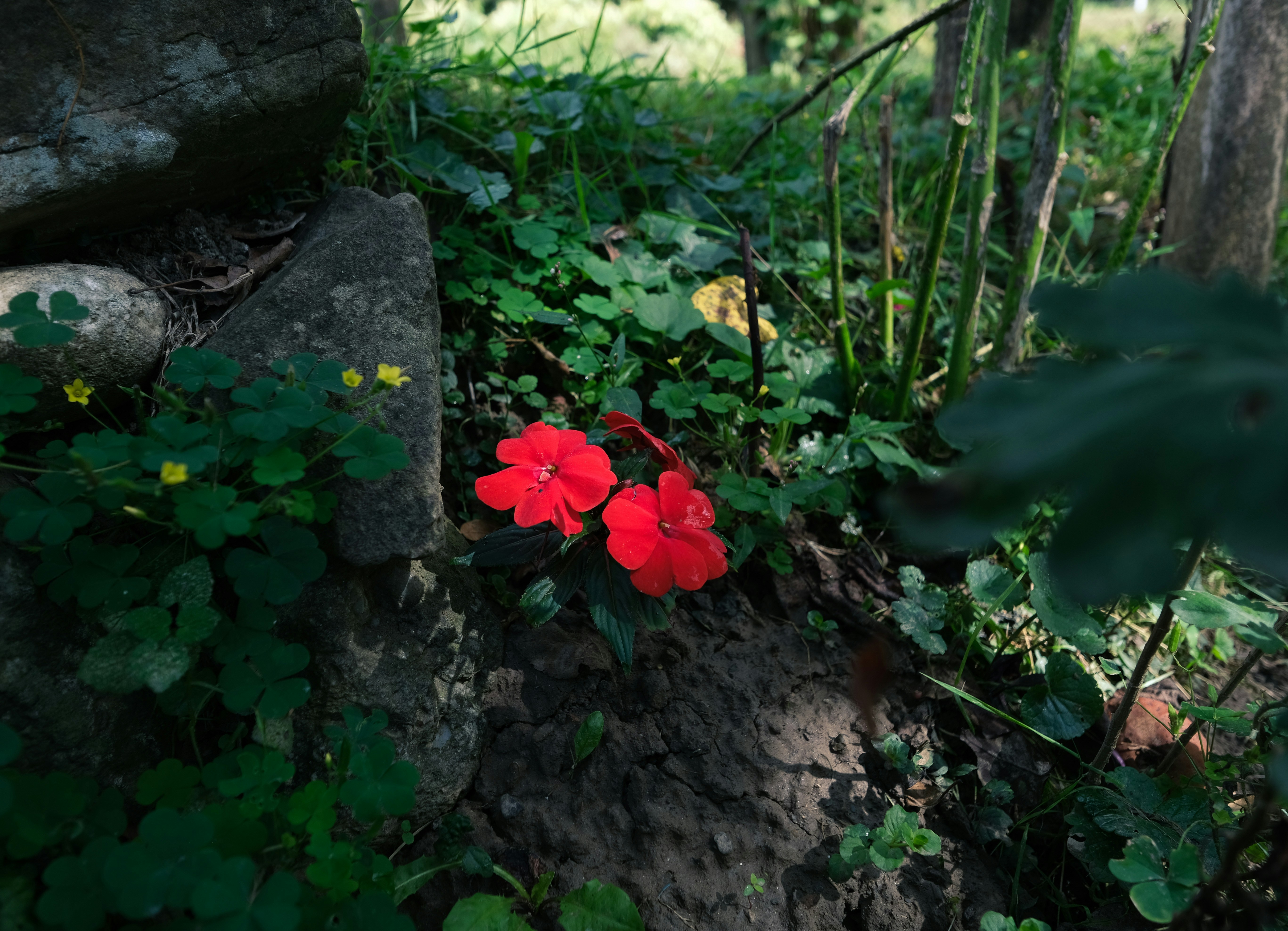 Crimson geraniums thrive in a mossy stone crevice