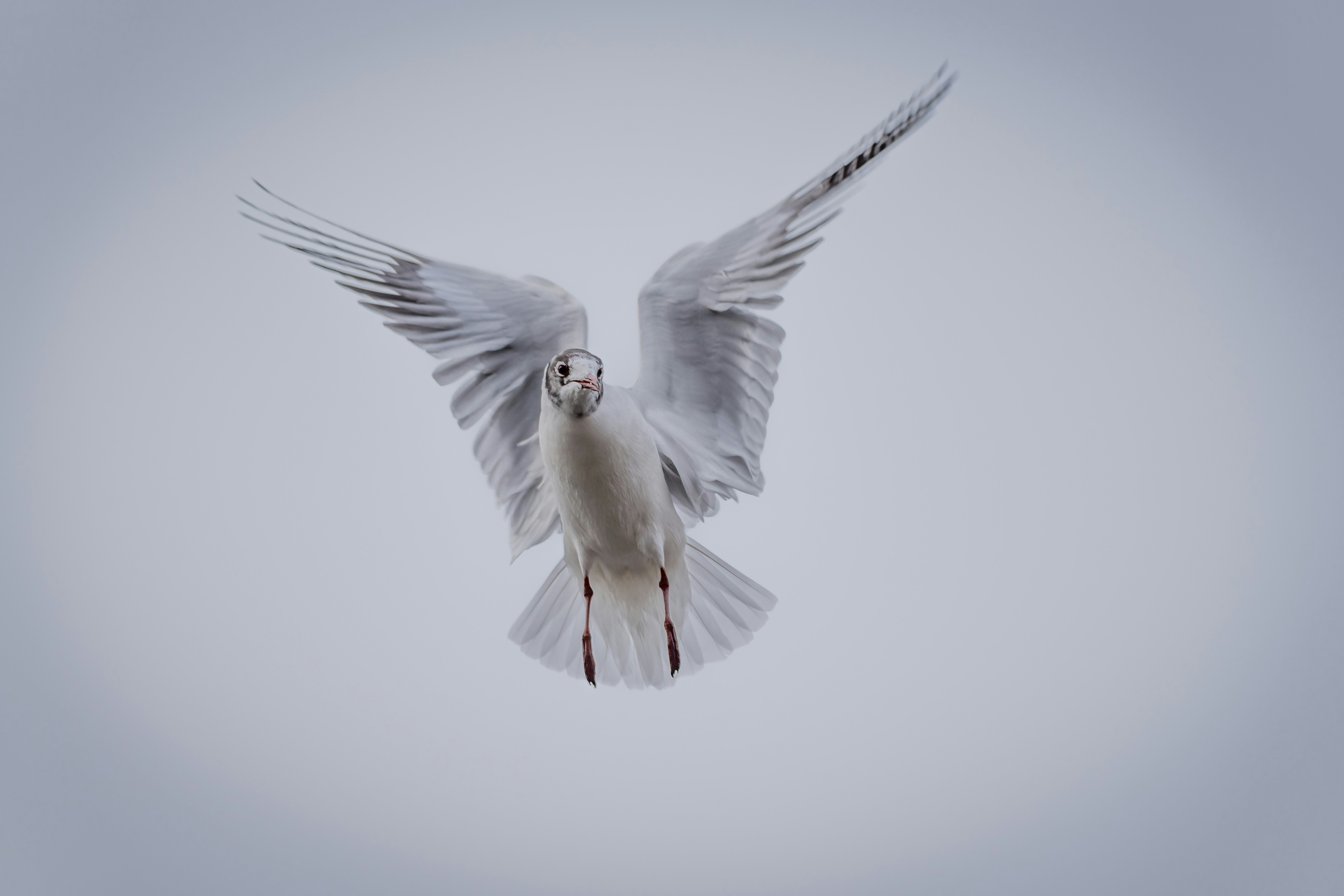 Wingbeat in a Pale Quiet: White Gull Soars Against a Winter Sky