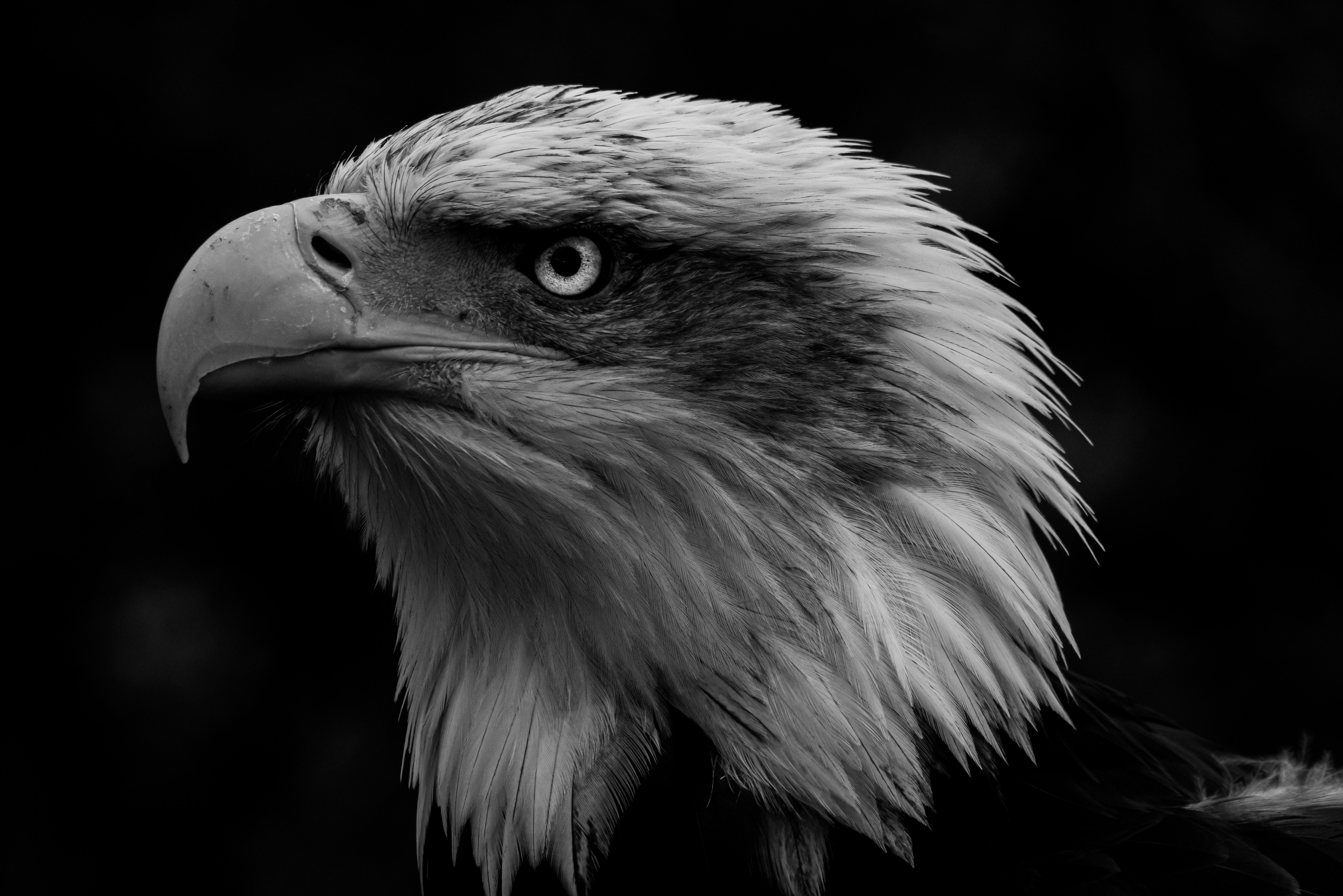 Monochrome Gaze: An Eagle's Piercing Vigil