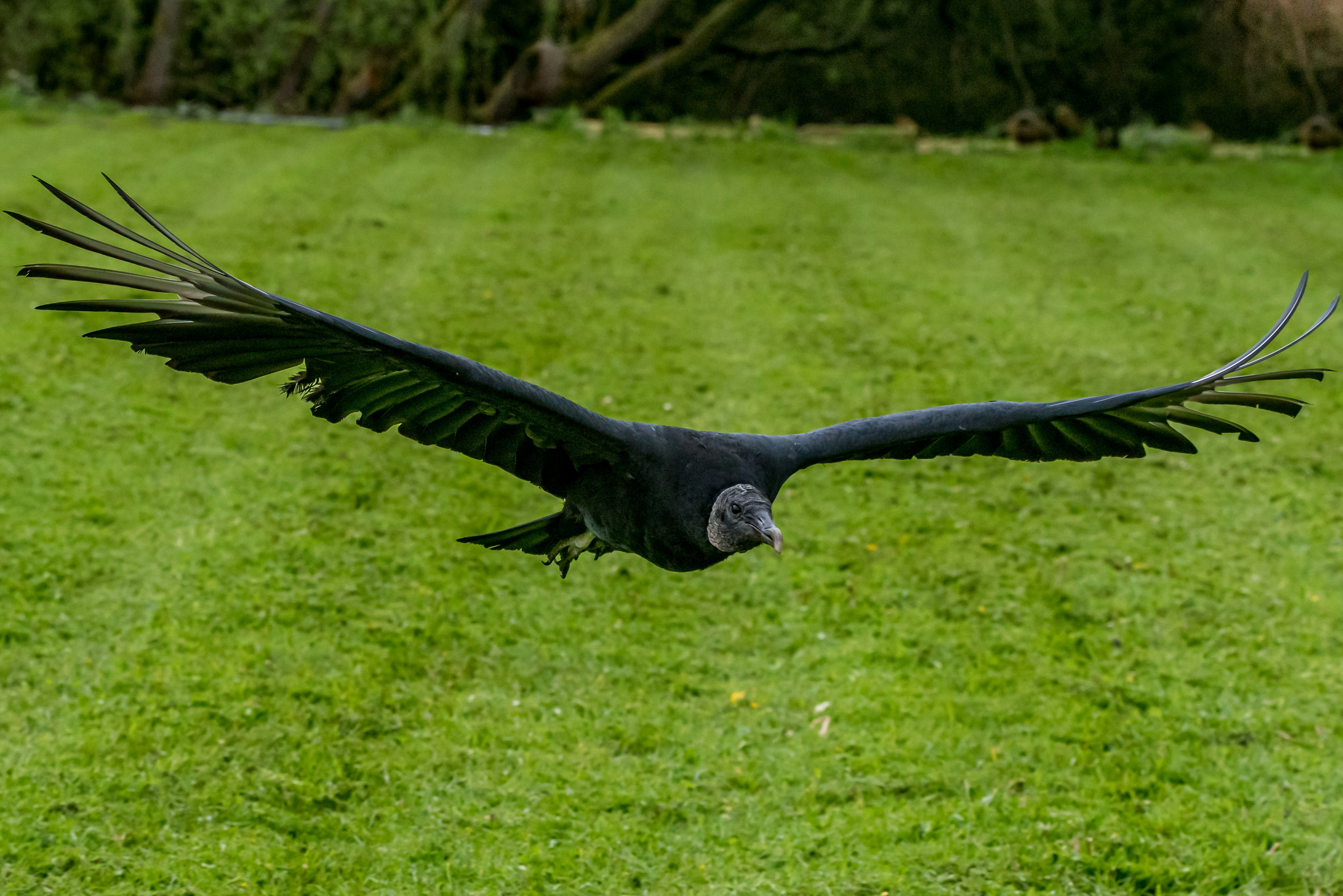 A large black bird flying over a lush green field photo – Free Animal ...