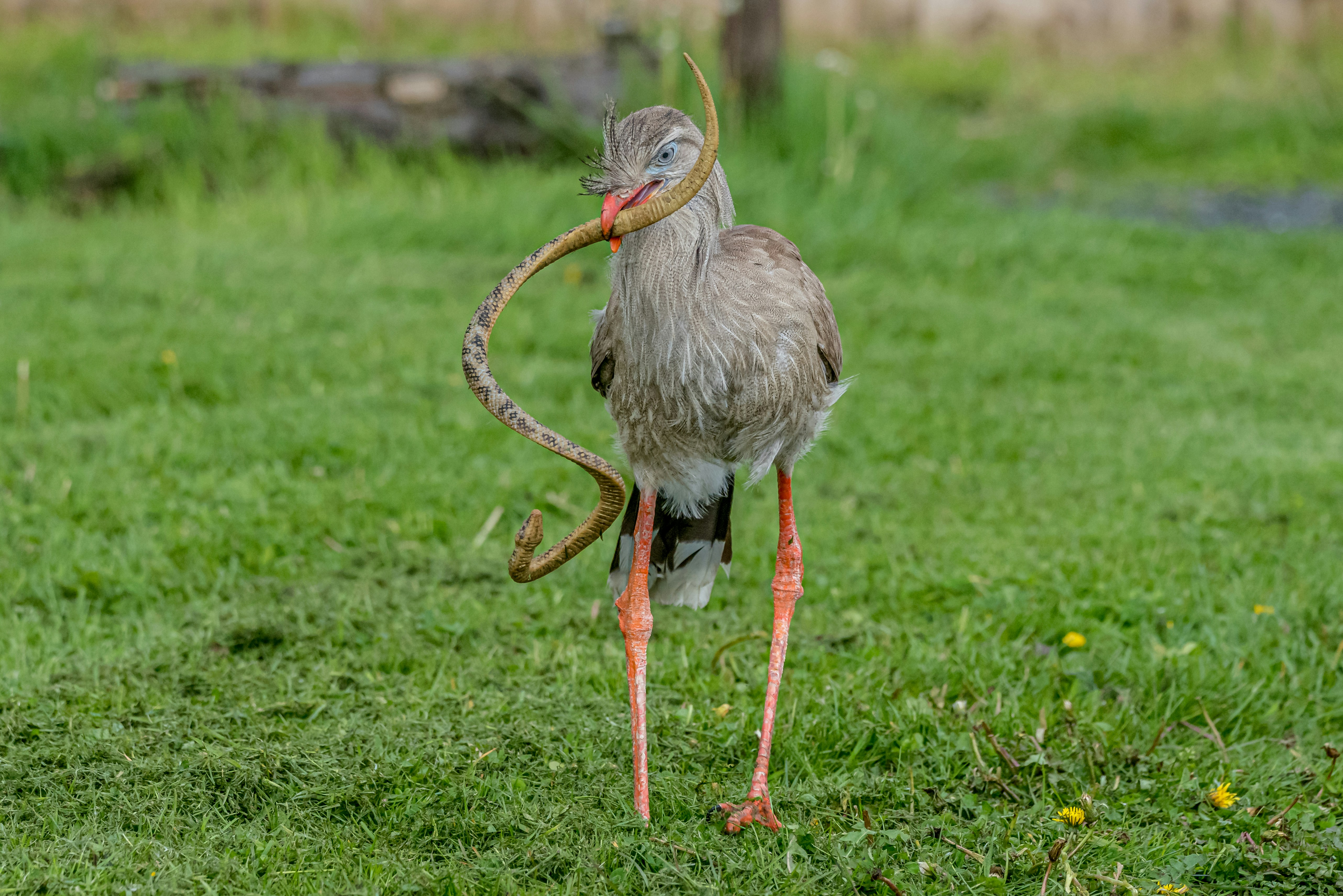 Un pájaro de patas largas con un pico largo foto – Imagen de Gris ...