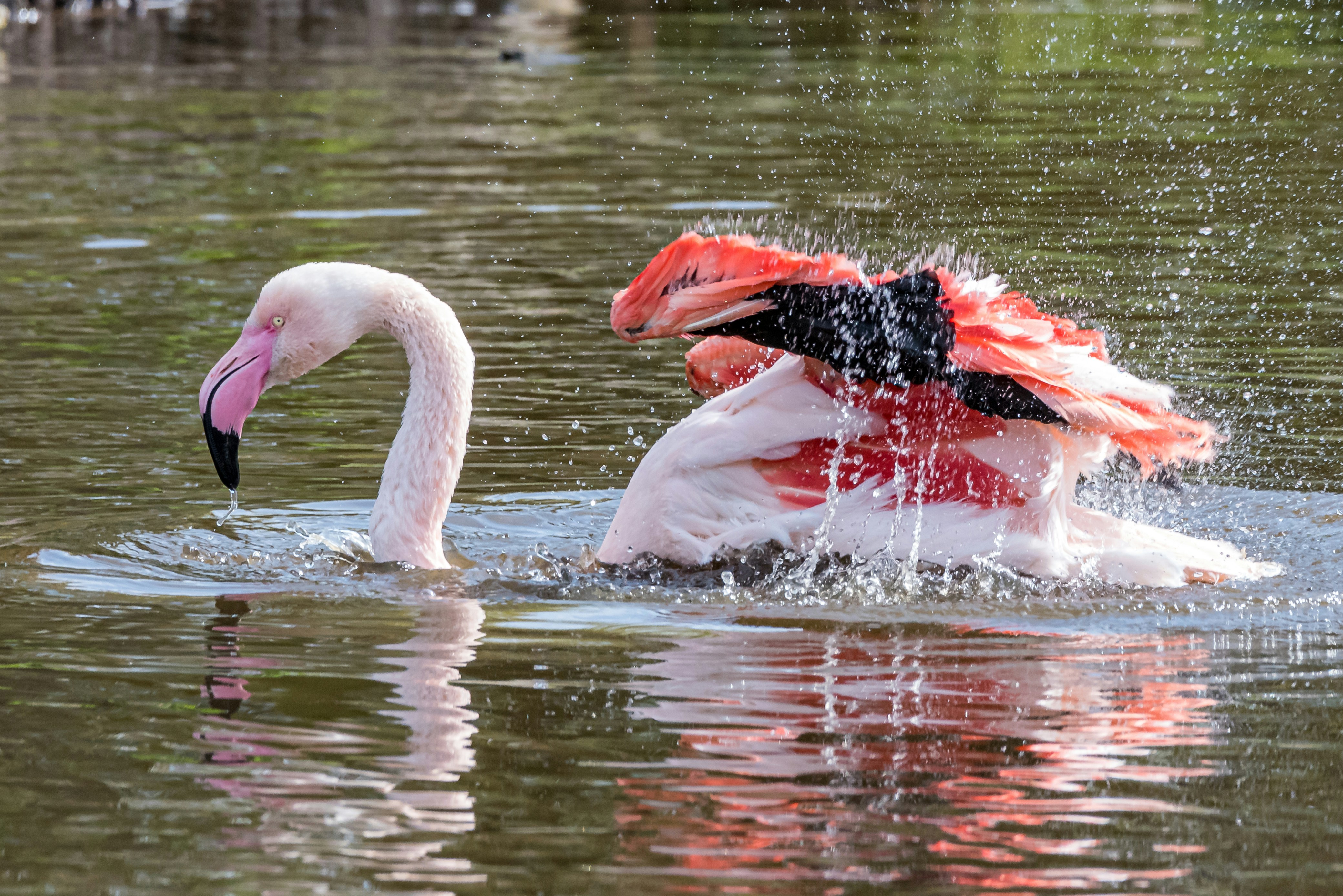 Un flamant rose éclaboussant de l’eau sur son dos dans un étang photo ...