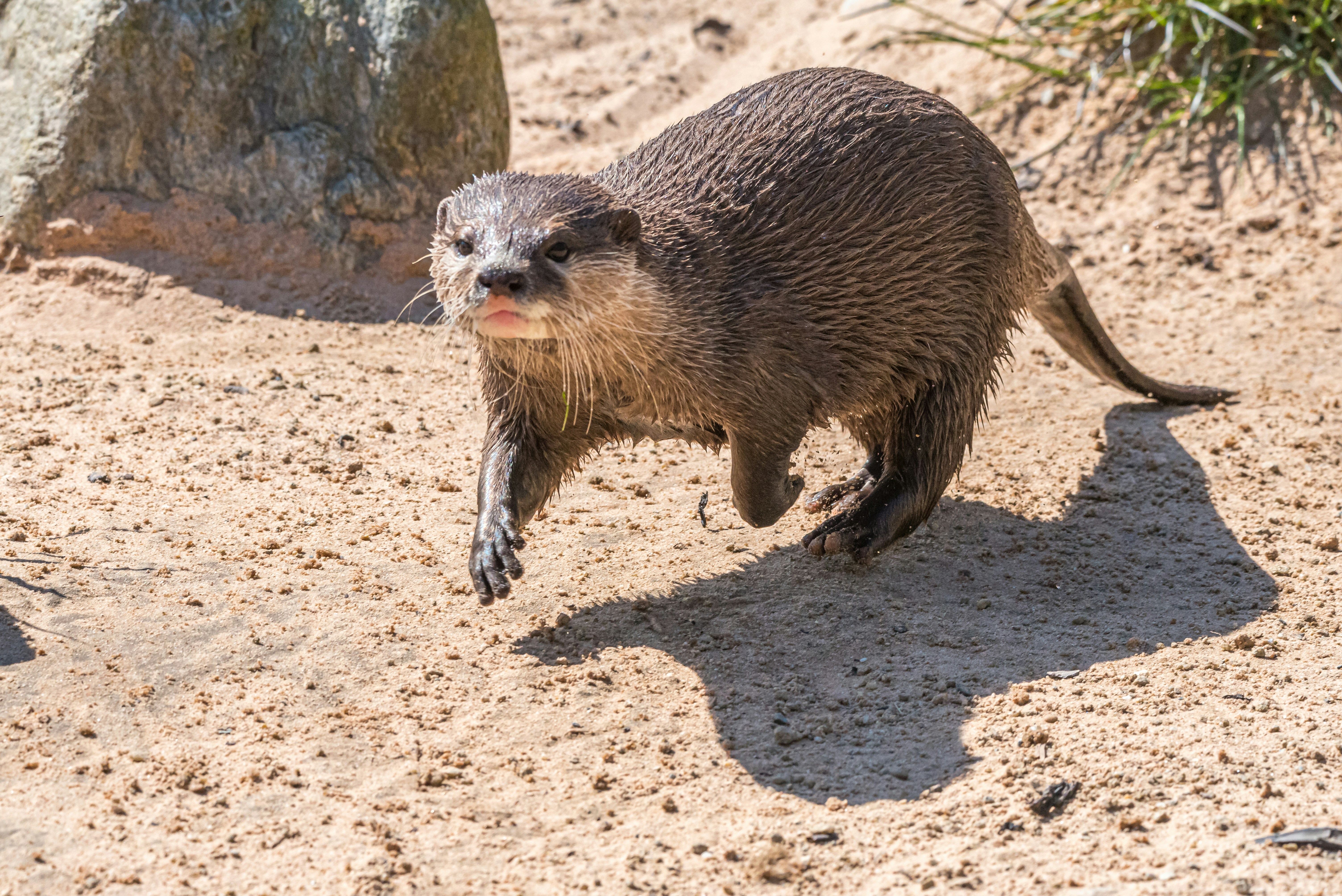 Foto Un animal que camina por la tierra – Imagen Animal gratis en Unsplash