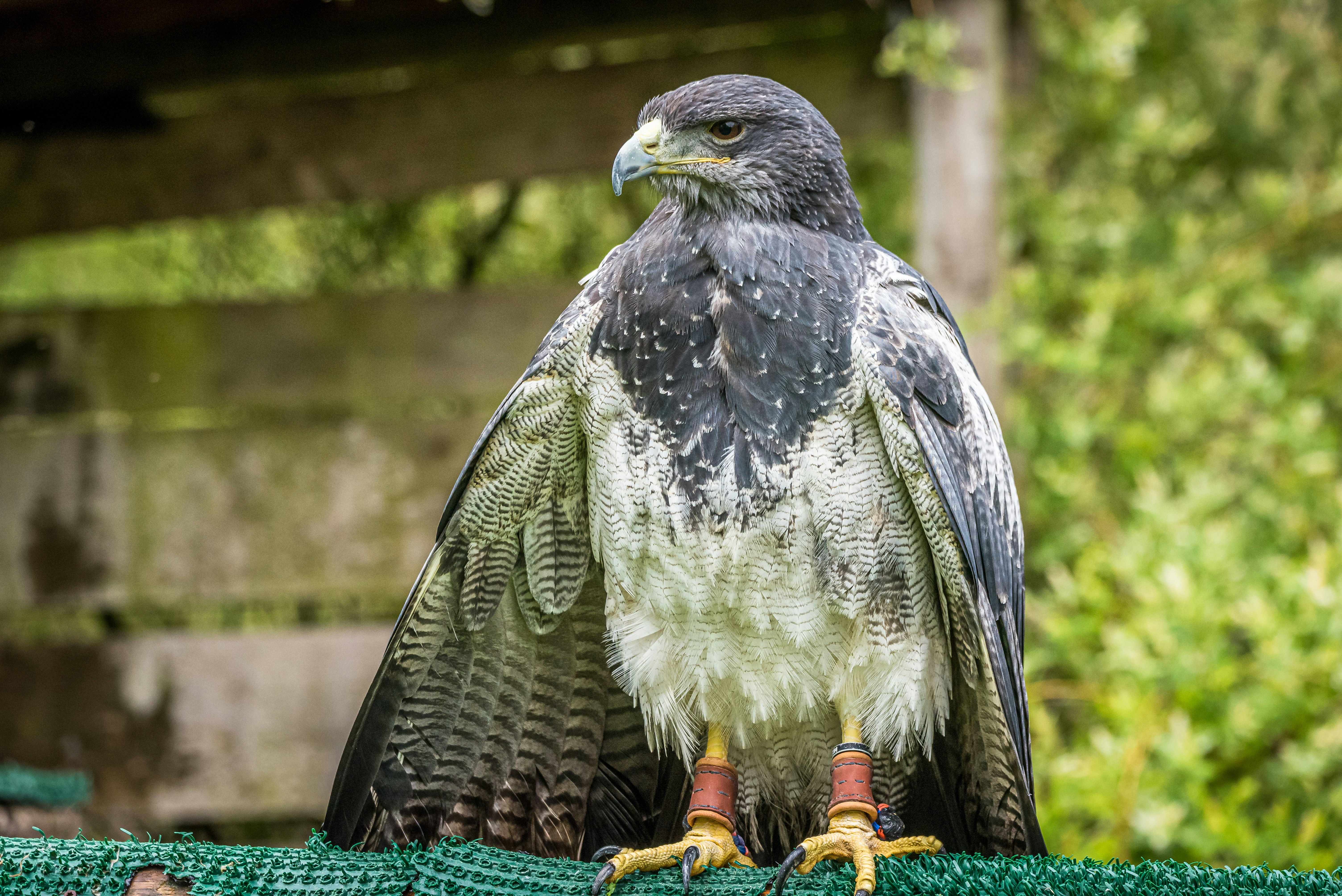Majestic Peregrine on a Green Mantle