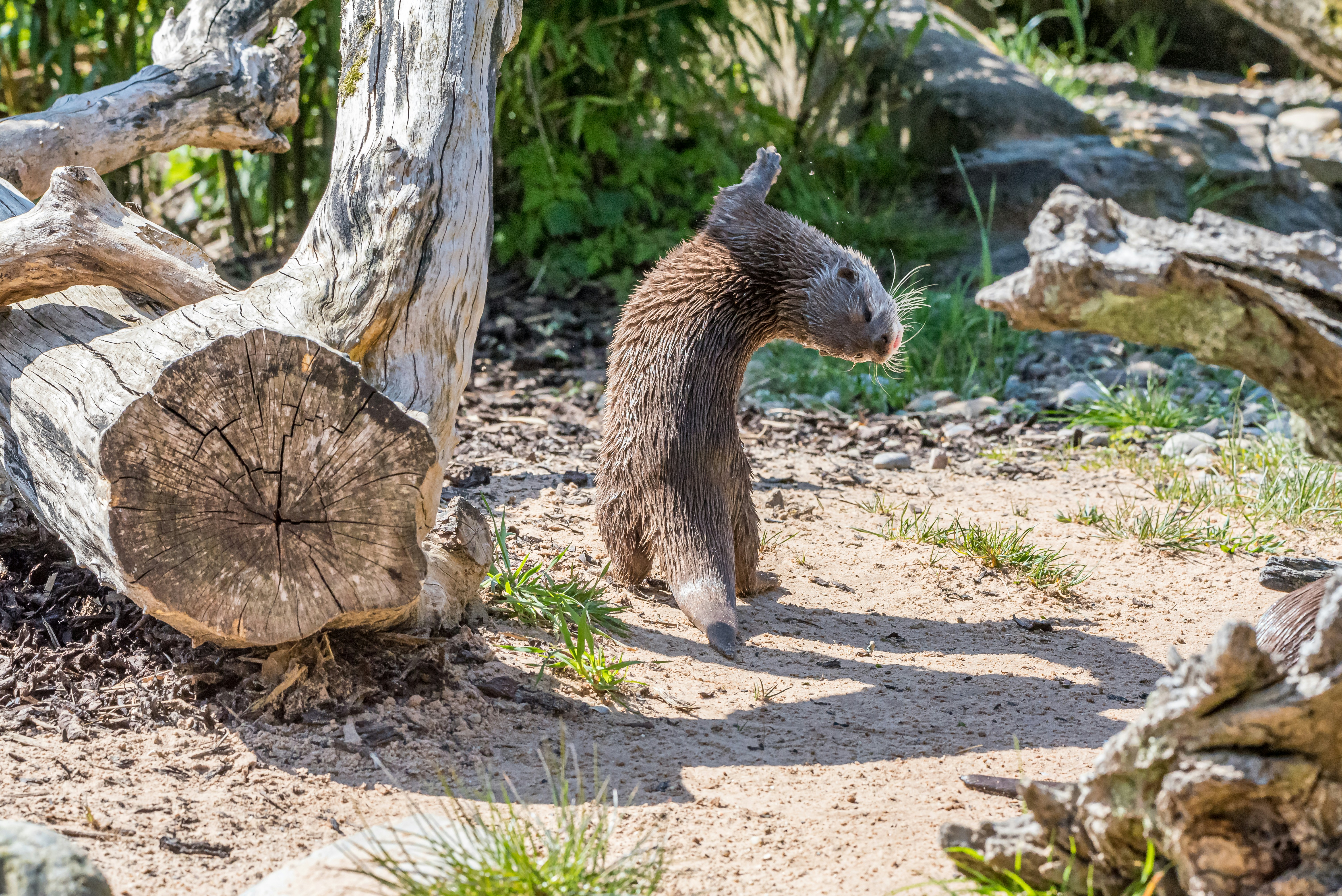 Curious Ground Squirrel in Sunlit Enclosure