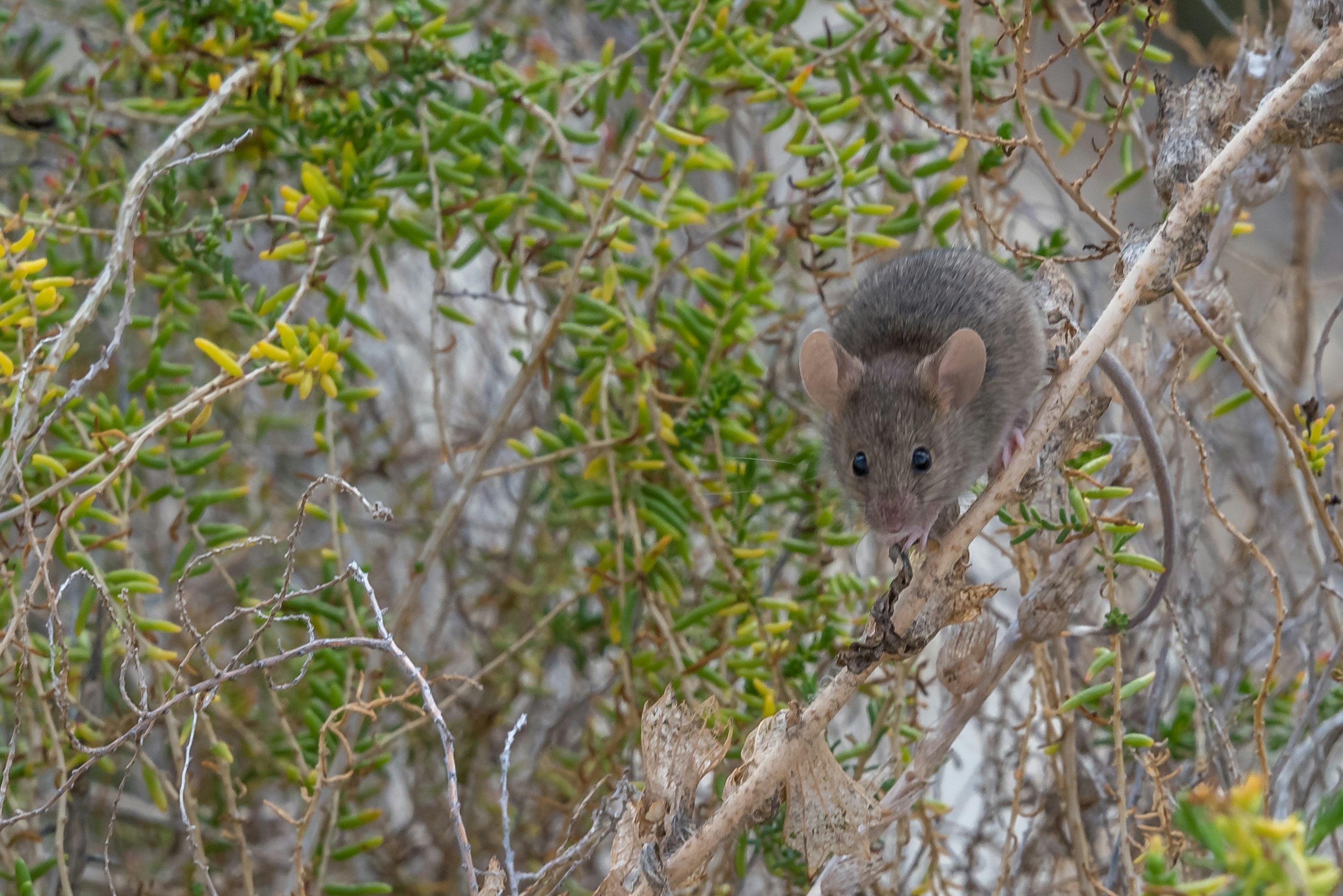 Curious Portrait of a Tree-Dwelling Rodent Amid Desert Shrubs