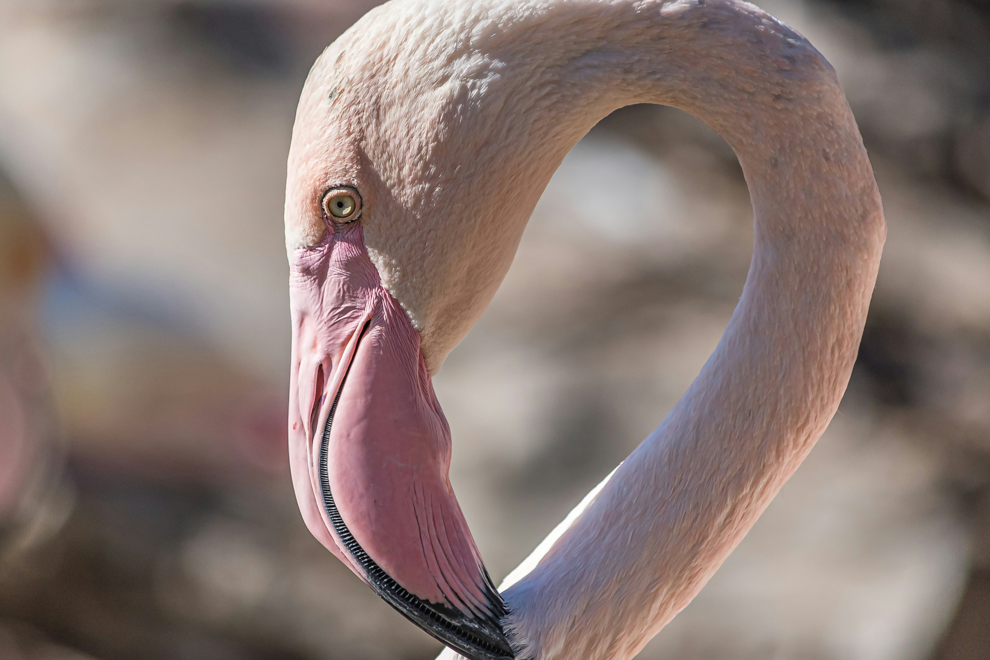Focused in Pink: The Flamingo's Eye Framed by a Curved Neck