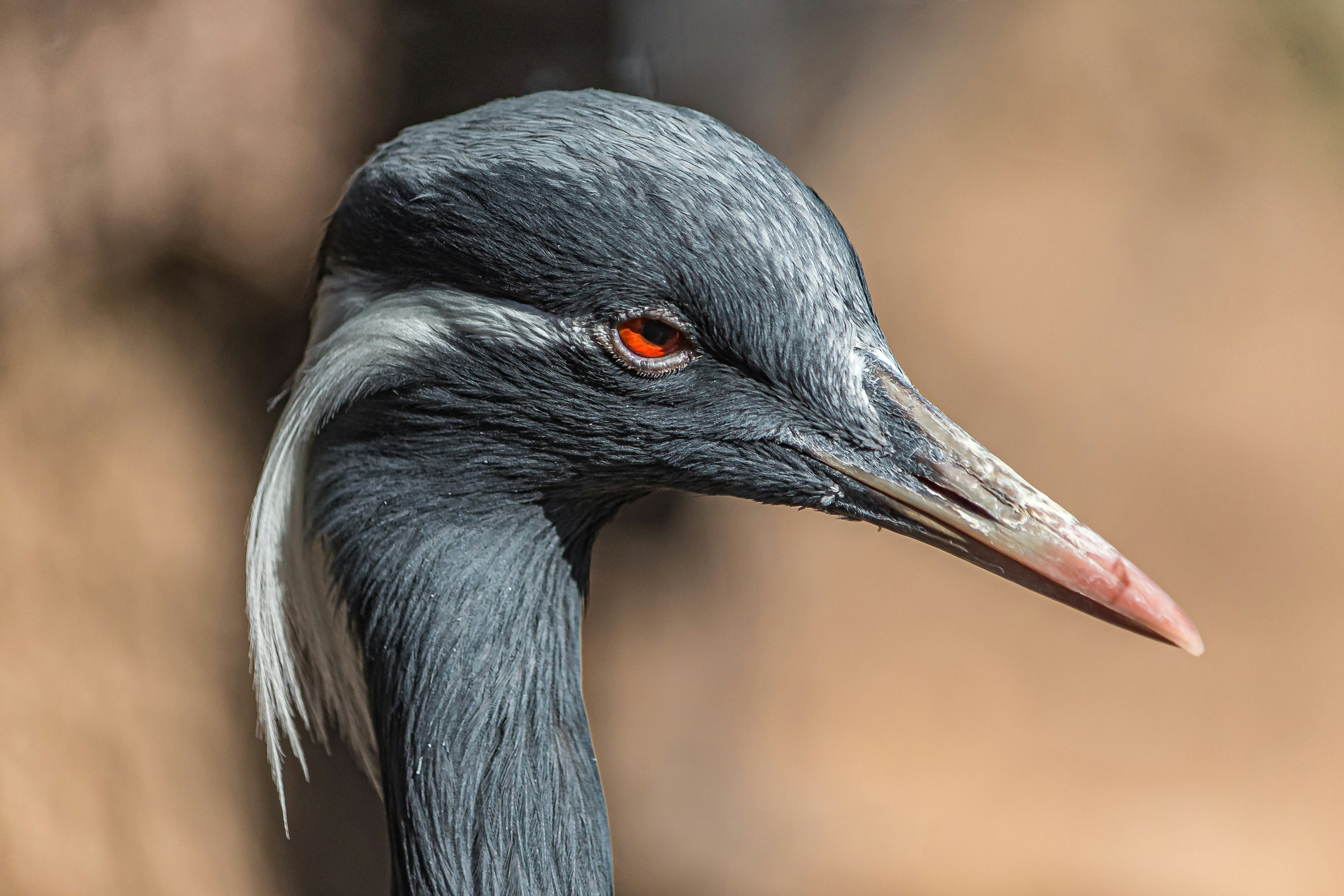 Red-eyed Heron in Focus: A Crane Portrait with Piercing Gaze