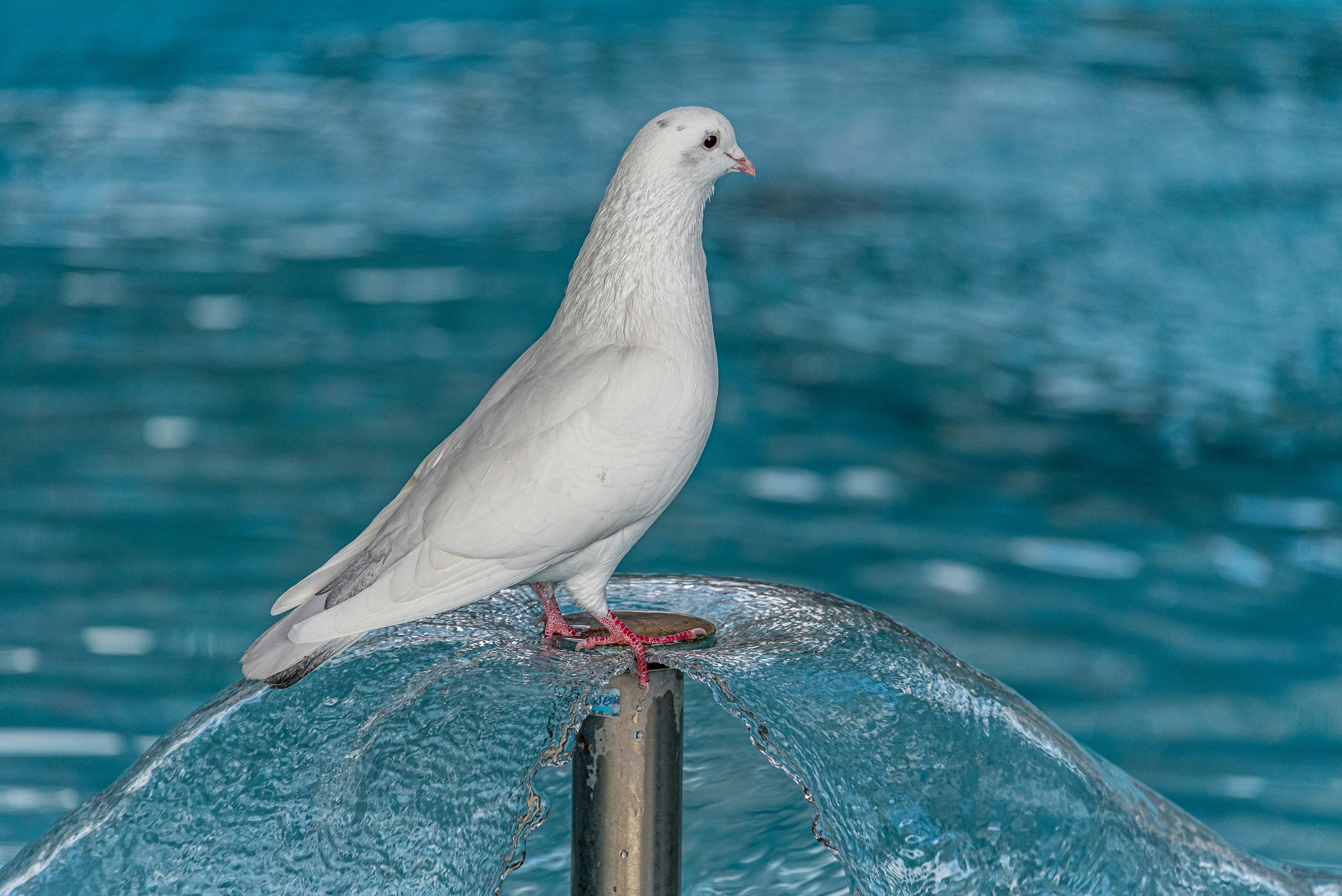Glacial White Dove on a Glassy Fountain Spike