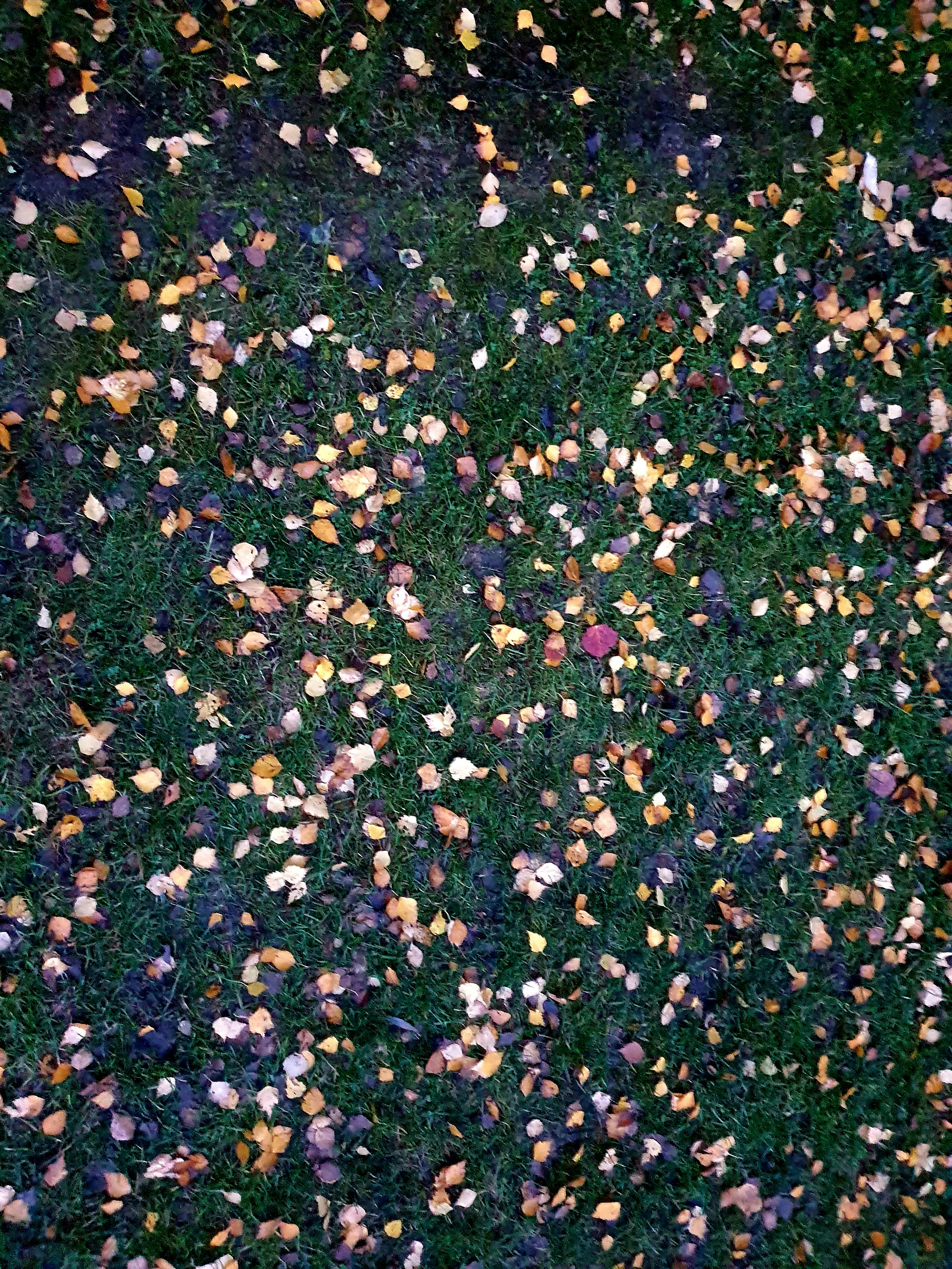 Patch of grass scattered with small yellow and brown leaves, creating a colorful autumn carpet.
