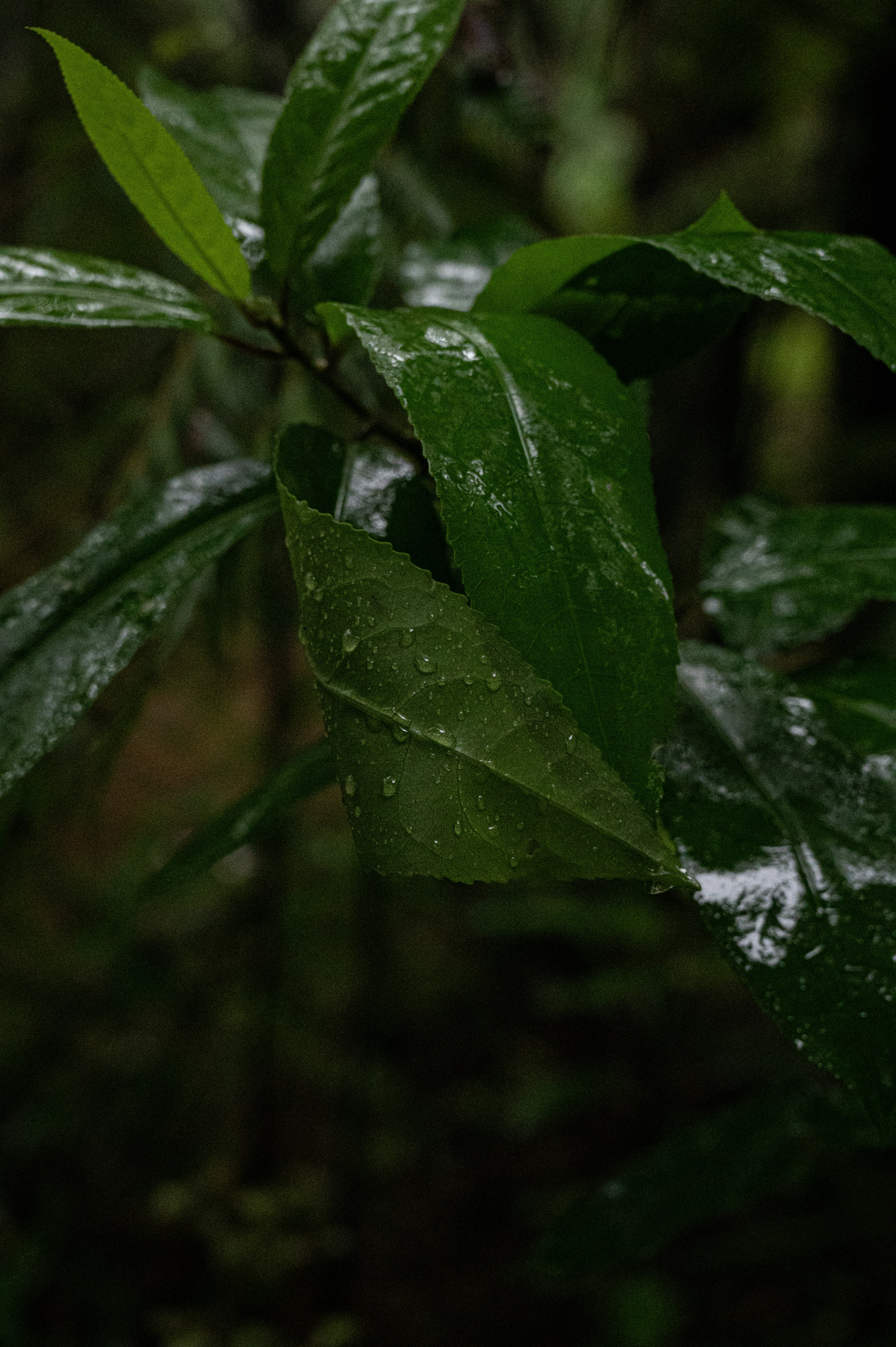 A Leaf with water on top