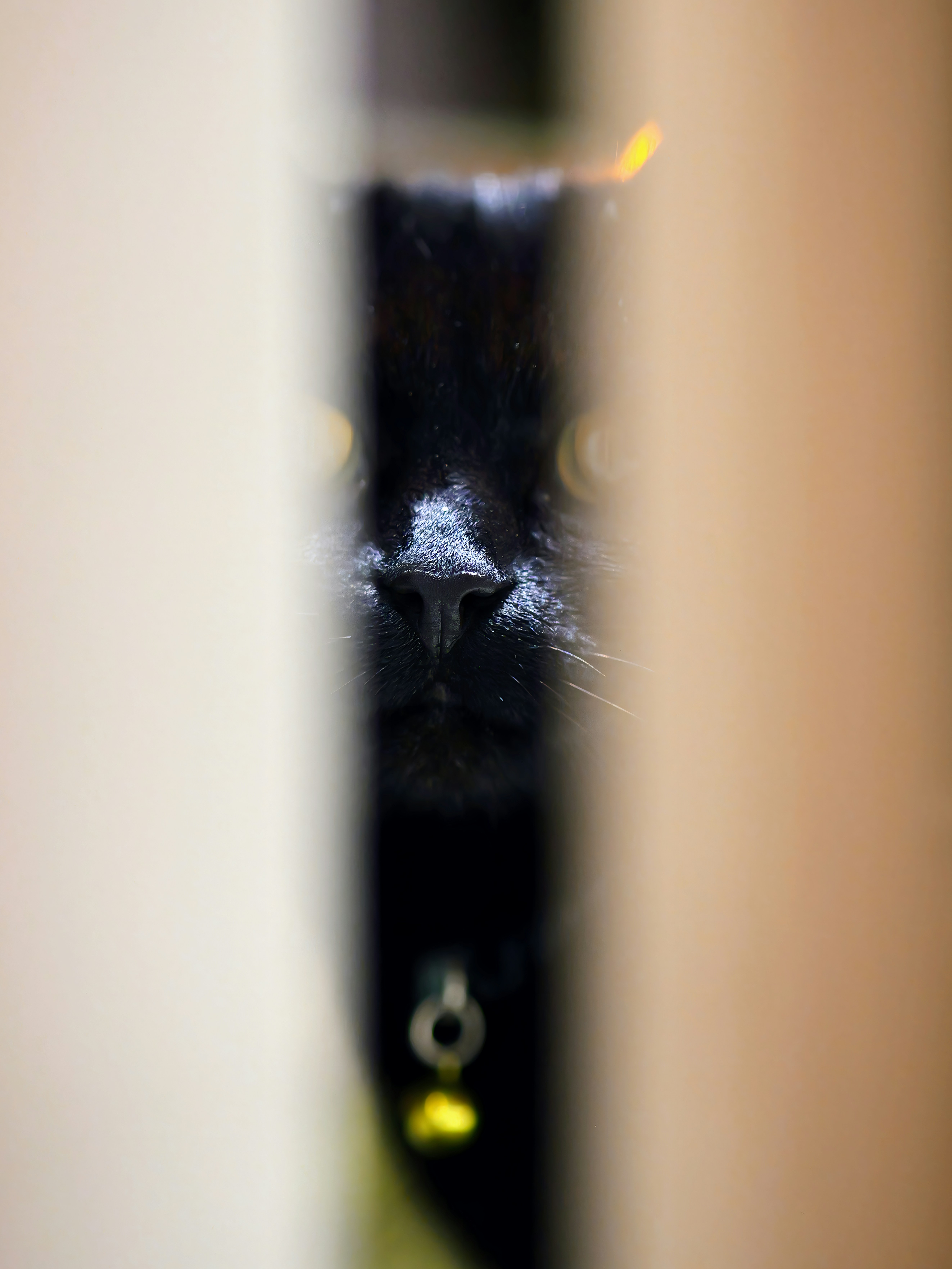 A close up of a black cat looking at the camera photo – Free Cat Image ...