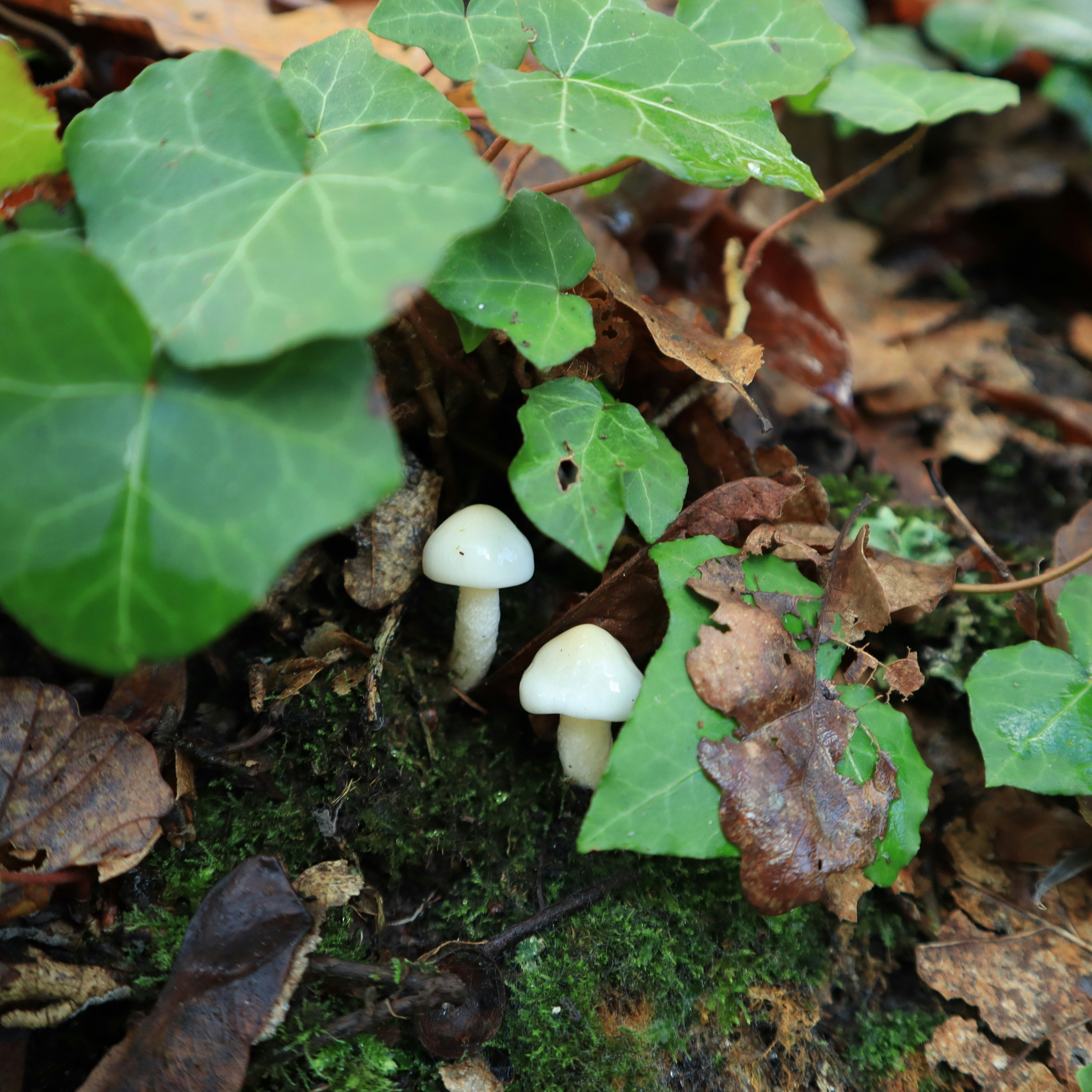 Tiny Moon Caps at the Woodland Edge