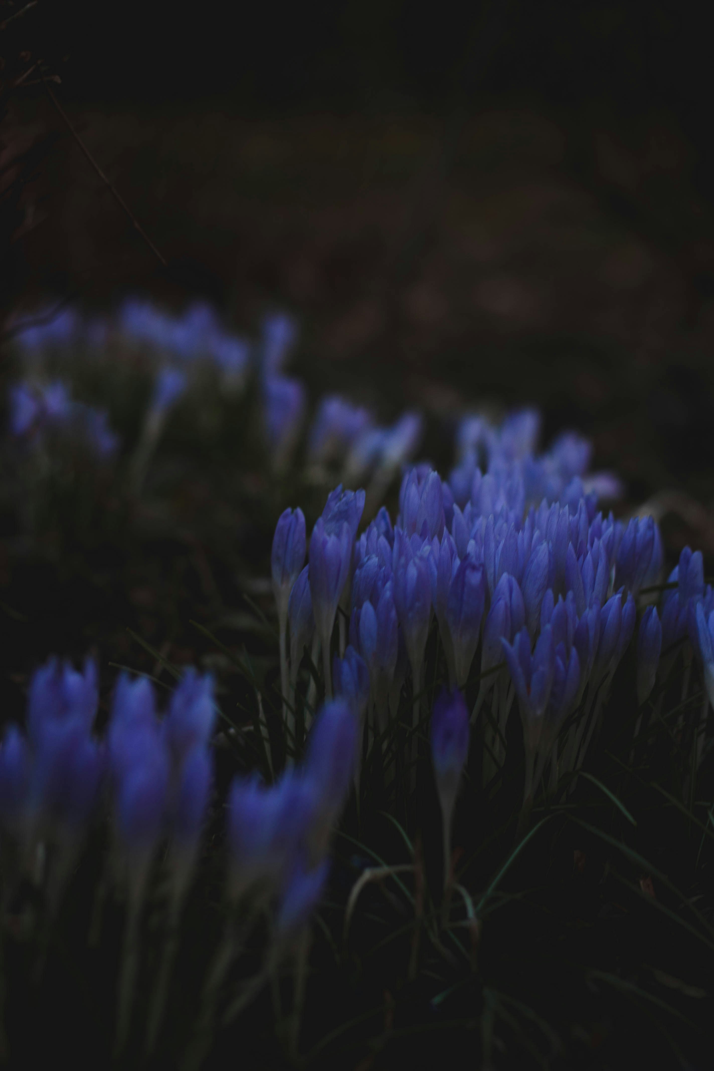 Some nice plants seen on a trip in Germany.