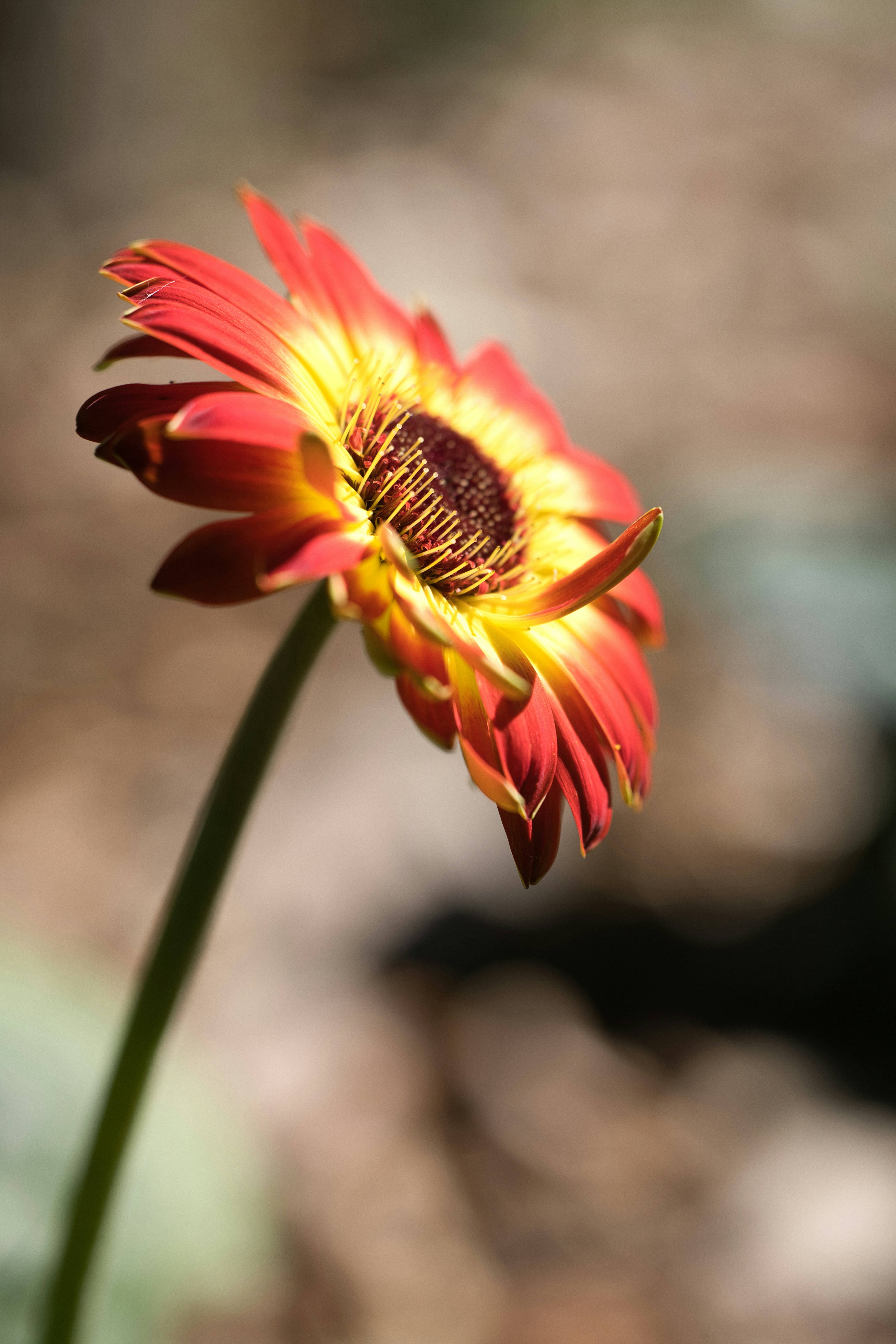 Crimson Ember Bloom: a Sunlit Macro Portrait of a Red-Yellow Flower