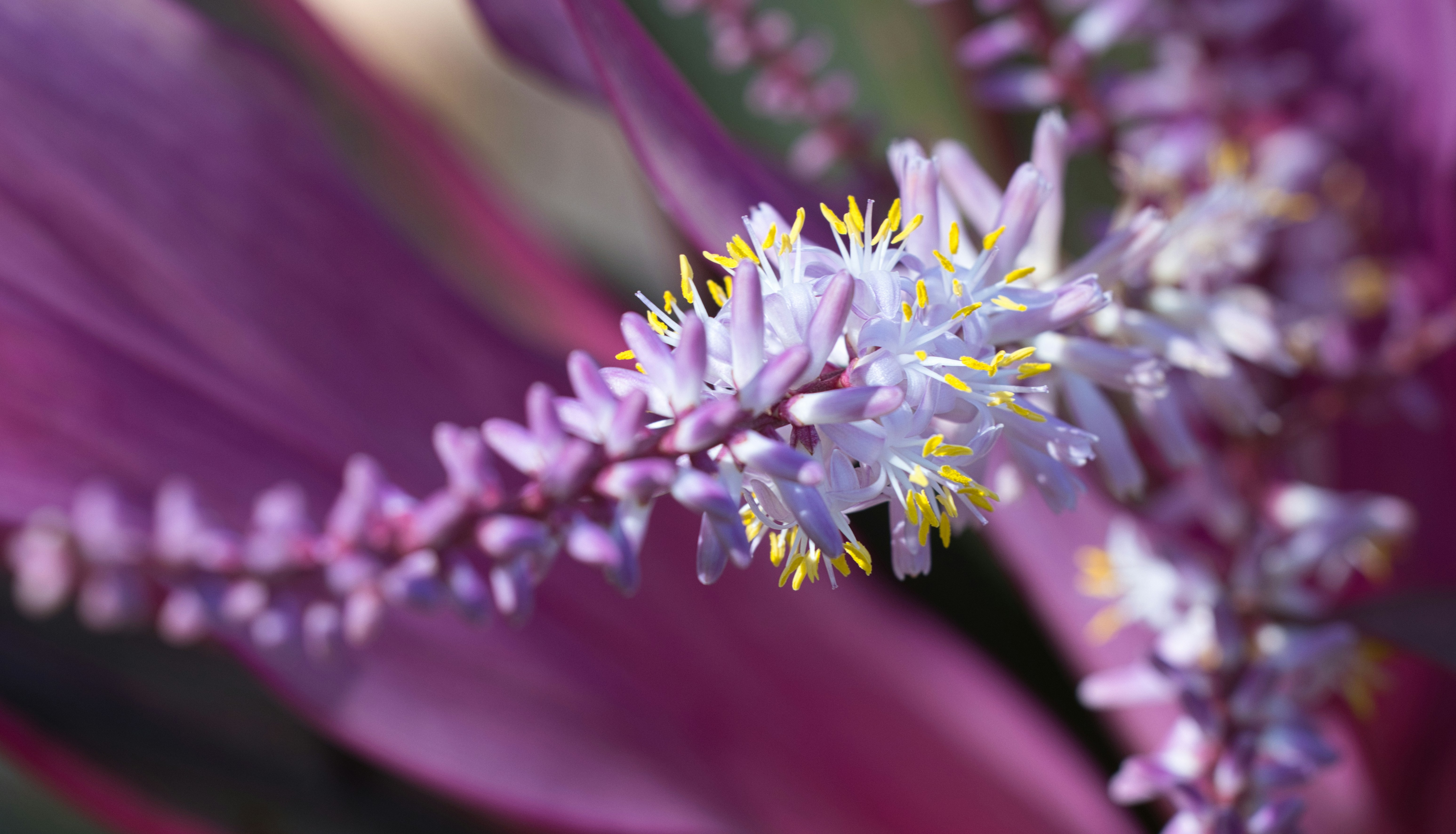 Amethyst Glow: a Close-Up of a Lavender Spike Among Purple Foliage