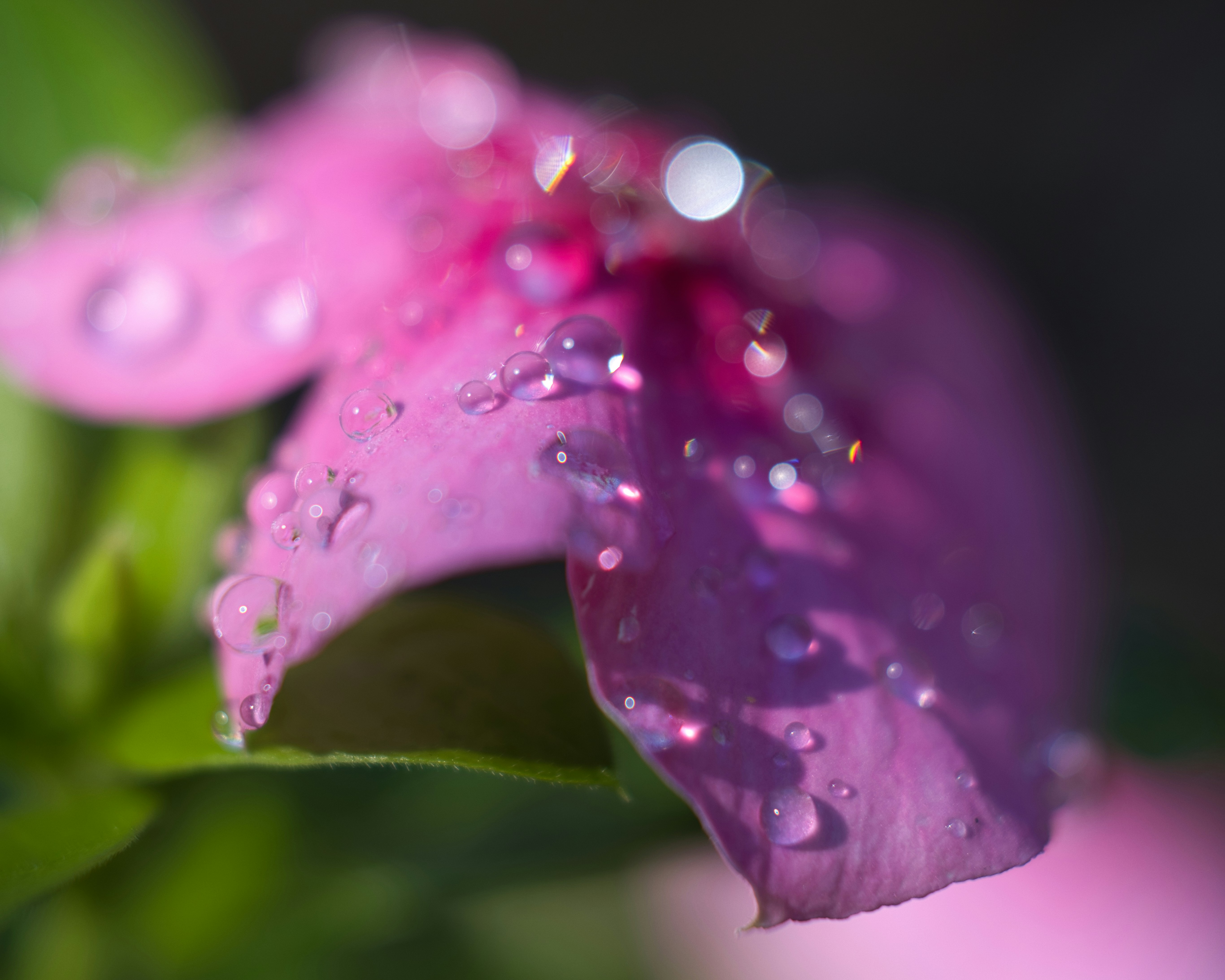 Dew-Kissed Magenta Petals: A Microscale Play of Light and Color