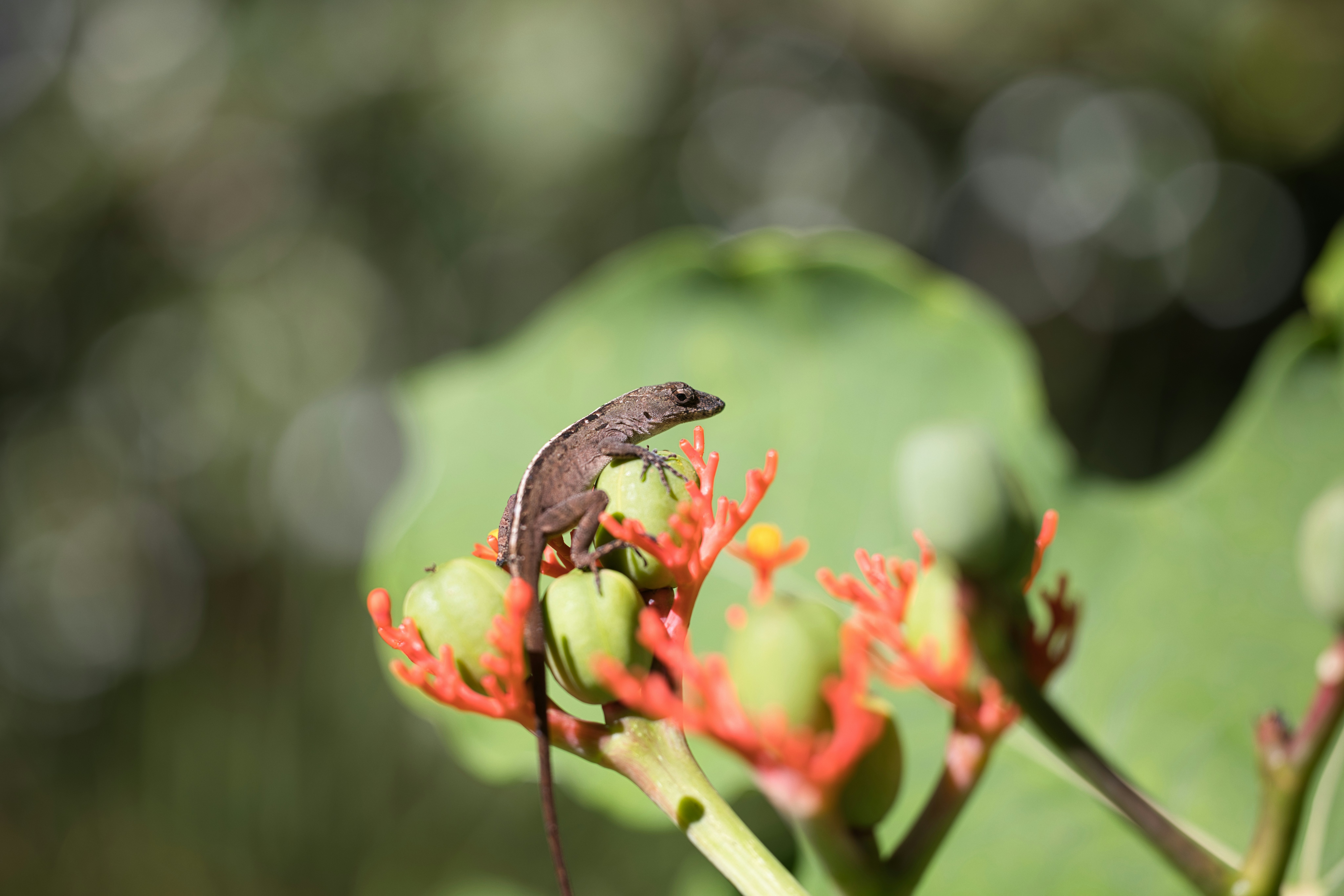 Lizard on Coral Bloom: a Tiny Arboreal Moment