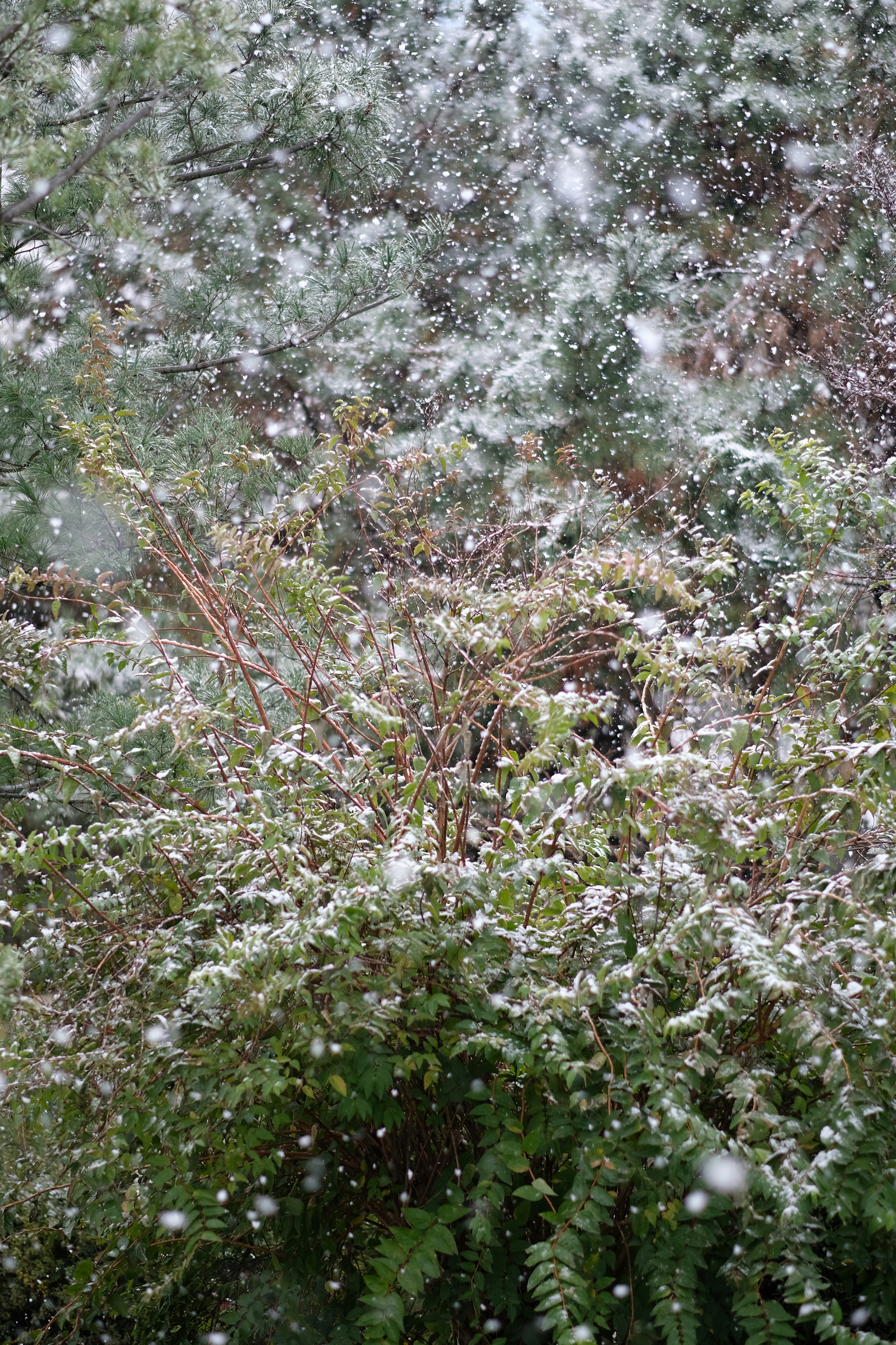 A bush covered in snow next to a forest photo – Free Flower Image on ...