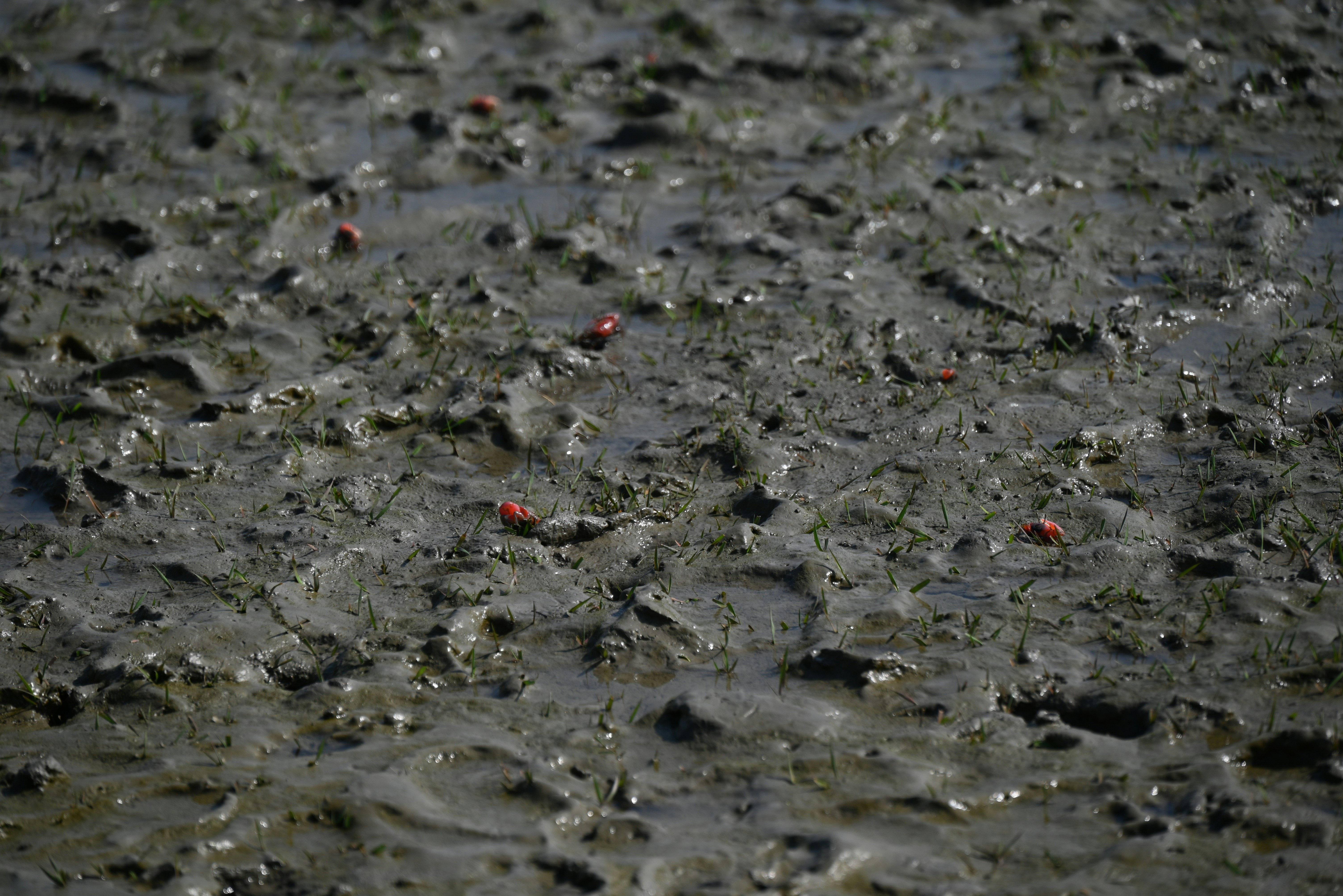 Crimson Dots on Wet Mud: A Quiet Textural Study