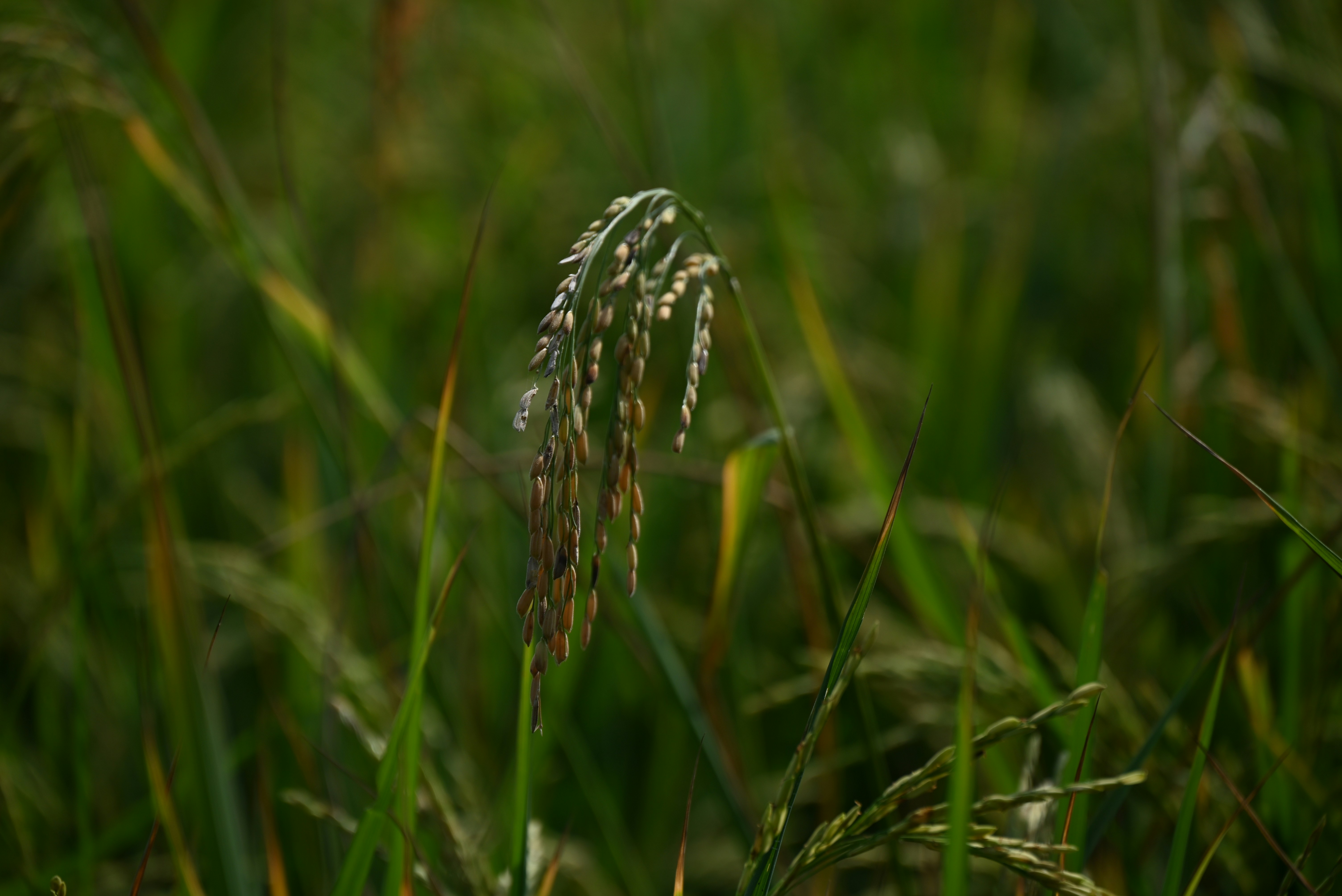 Photo by AJOY DAS with Nikon Z5