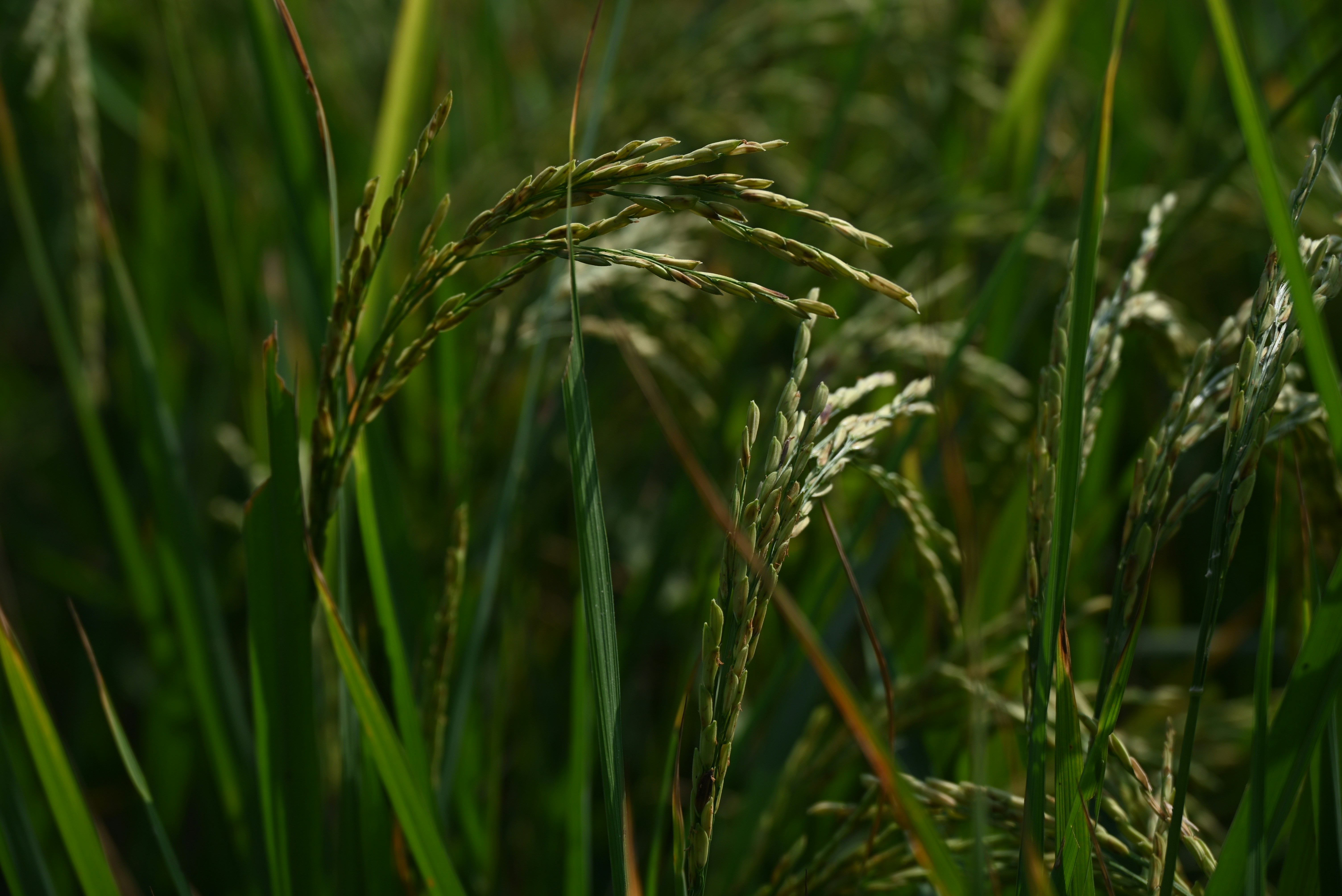 Photo by AJOY DAS with Nikon Z5